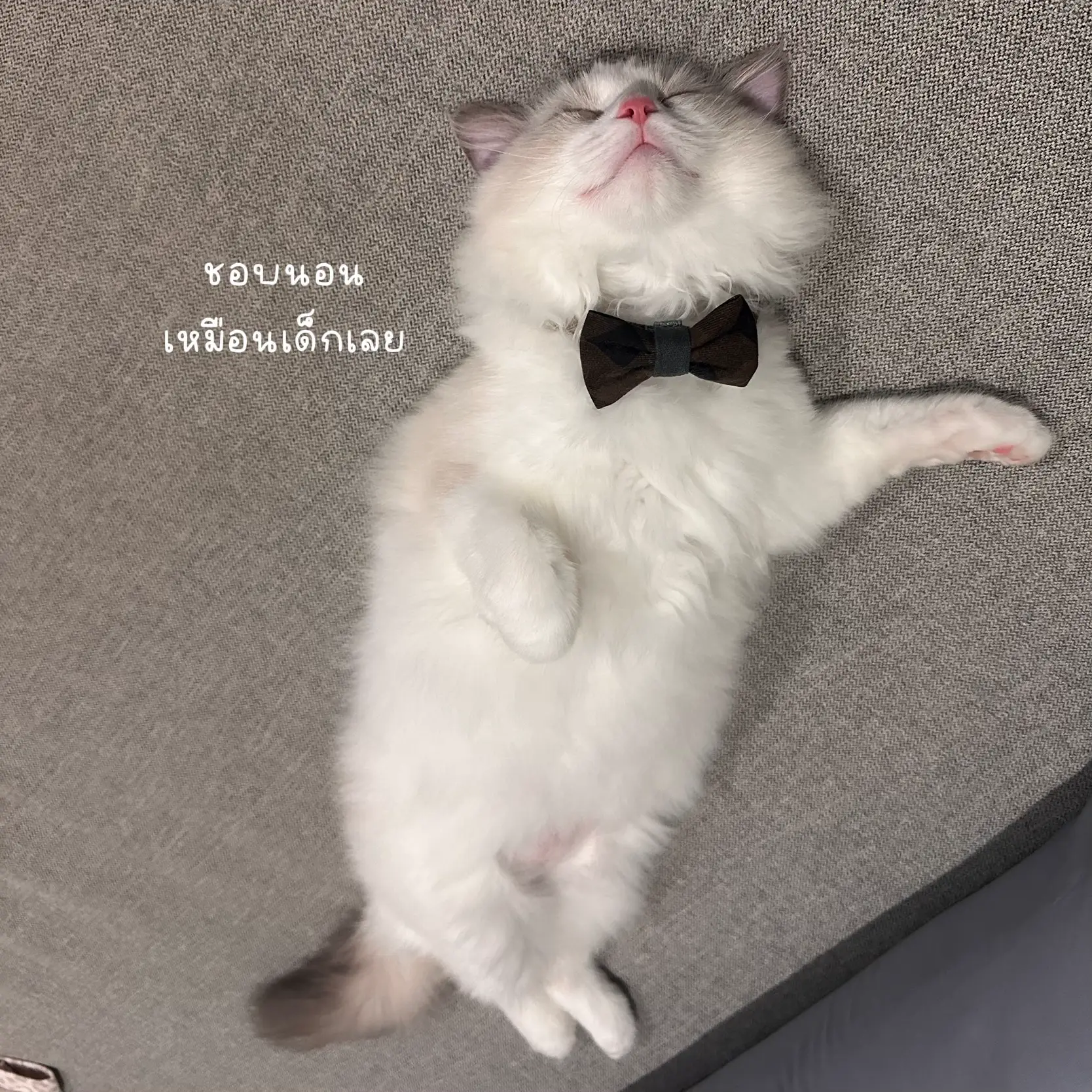 รีวิวแมวตัวแรก พันธุ์Ragdoll 🐈💗 | แกลเลอรีที่โพสต์โดย Aufu | Lemon8