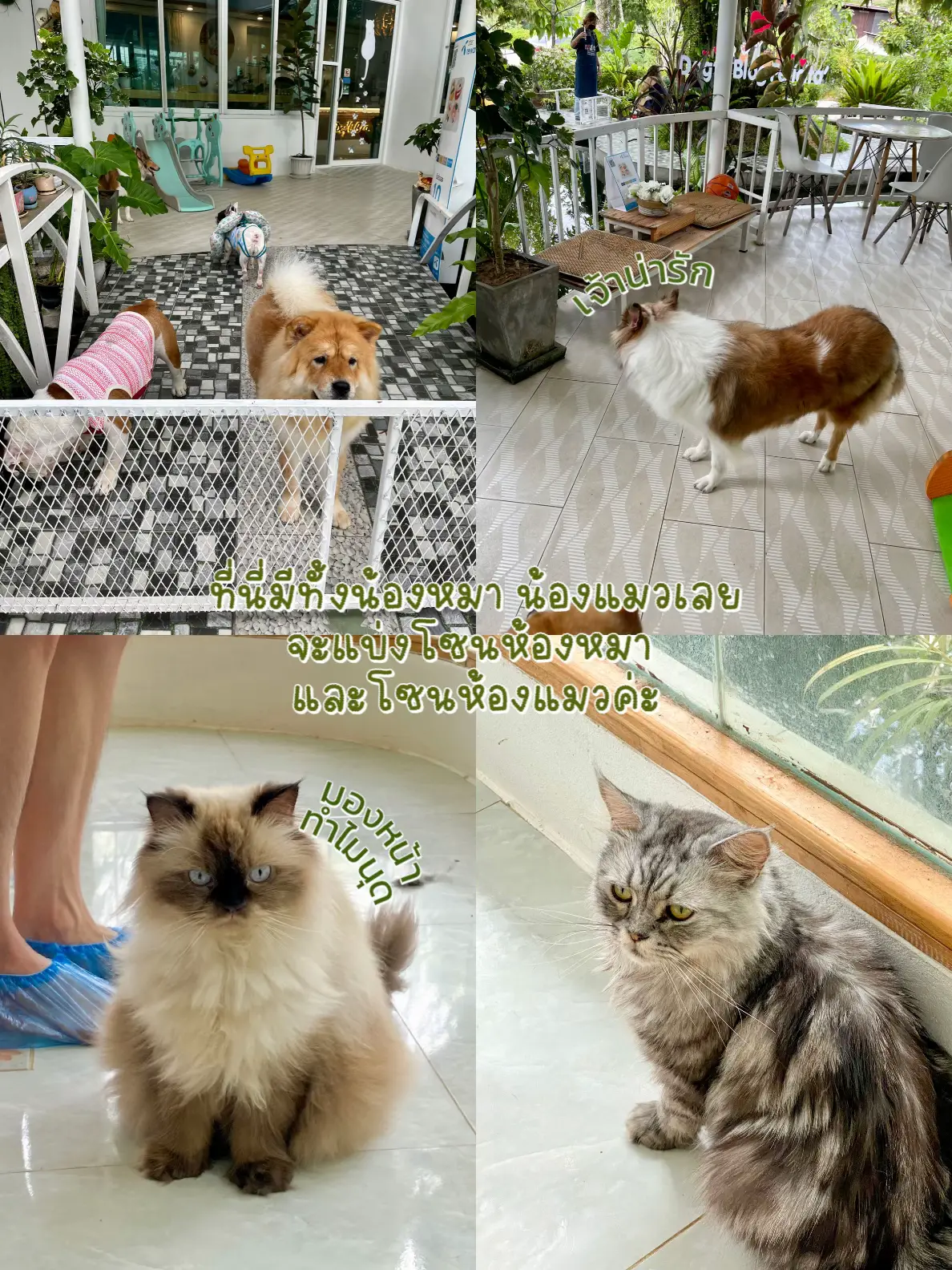 ชวนมาคาเฟ่น้องหมามือ 2 ที่พัทยา 🧁🦮 | แกลเลอรีที่โพสต์โดย ch.poet | Lemon8
