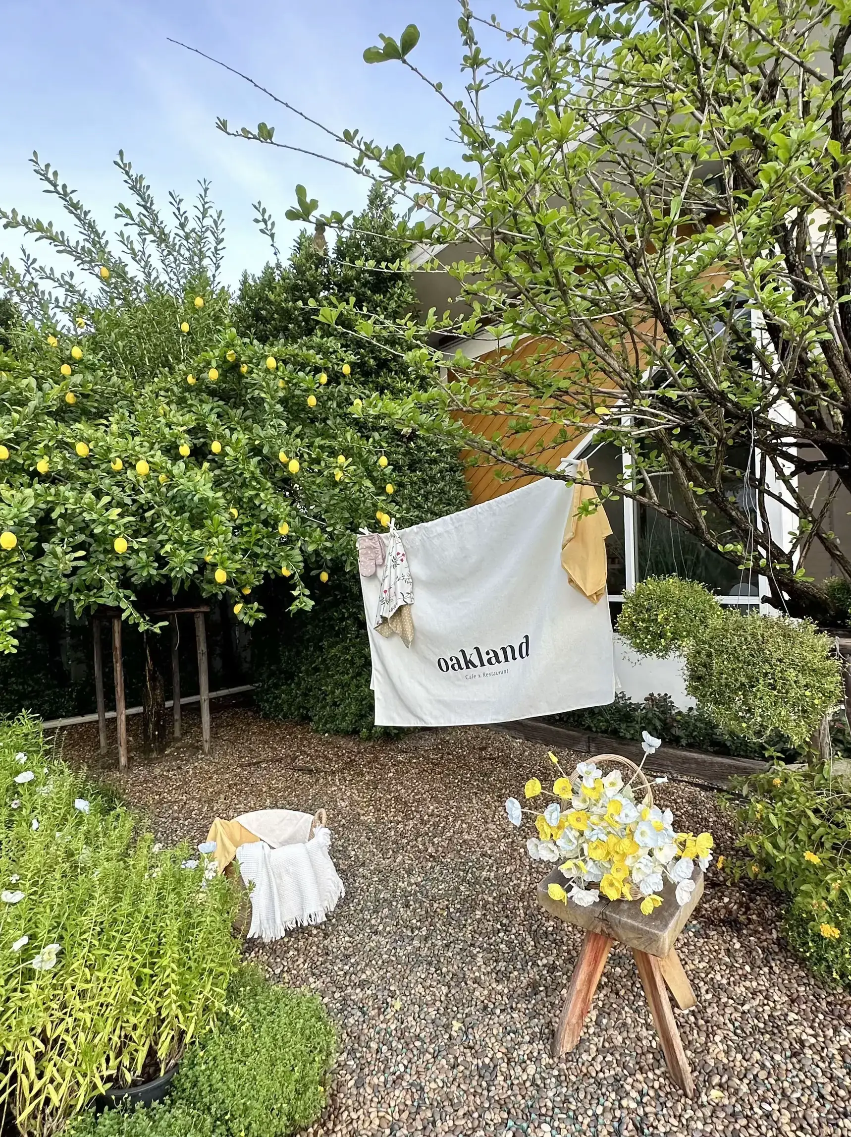 คาเฟ่ BKK ฟีลเขาใหญ่ (รีบไปก่อนจะแมส) 🍃Oakland Cafe🌷🌹🌸🌼 | แกลเลอรีที่ ...