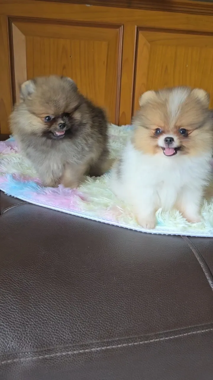 ปอมจิ๋วหาบ้าน | วิดีโอที่เผยแพร่โดย Smart Pom | Lemon8