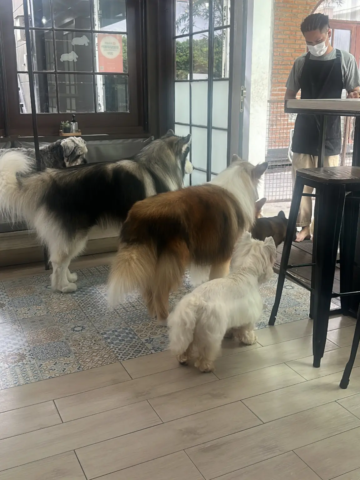 Dog in town Ekamai|คาเฟ่สุนัขใจกลางเมืองย่านเอกมัย ซอย6🐶 | แกลเลอรีที่ ...