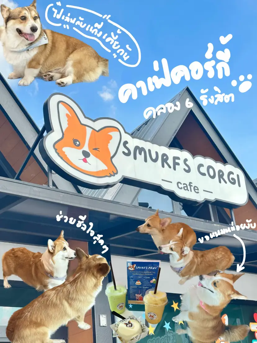 คาเฟ่คอร์กี้ คลอง 6 รังสิต🐶 | แกลเลอรีที่โพสต์โดย Minute | Lemon8