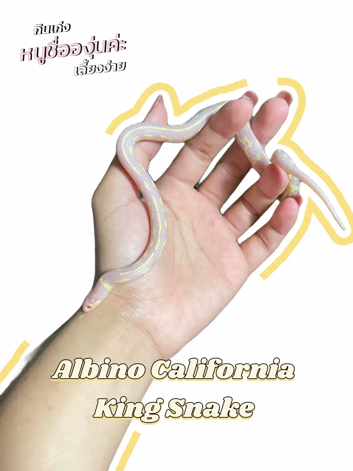 Albino California King Snake | แกลเลอรีที่โพสต์โดย Chris Siwa | Lemon8