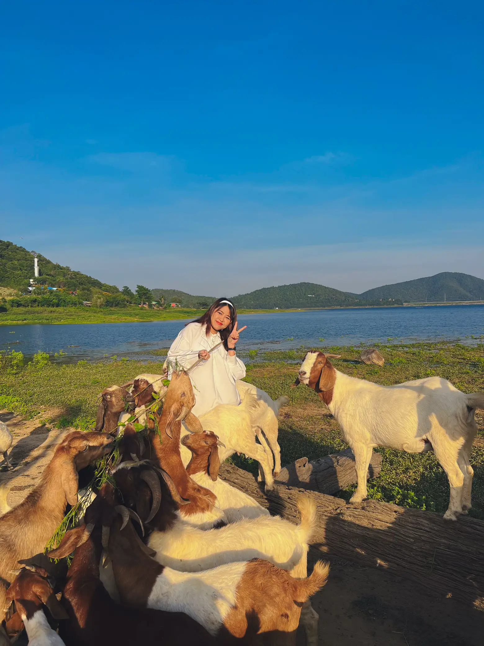 ถ่ายรูปกับน้องแพะที่เขื่อนปราณบุรี | แกลเลอรีที่โพสต์โดย Reerun_WS | Lemon8