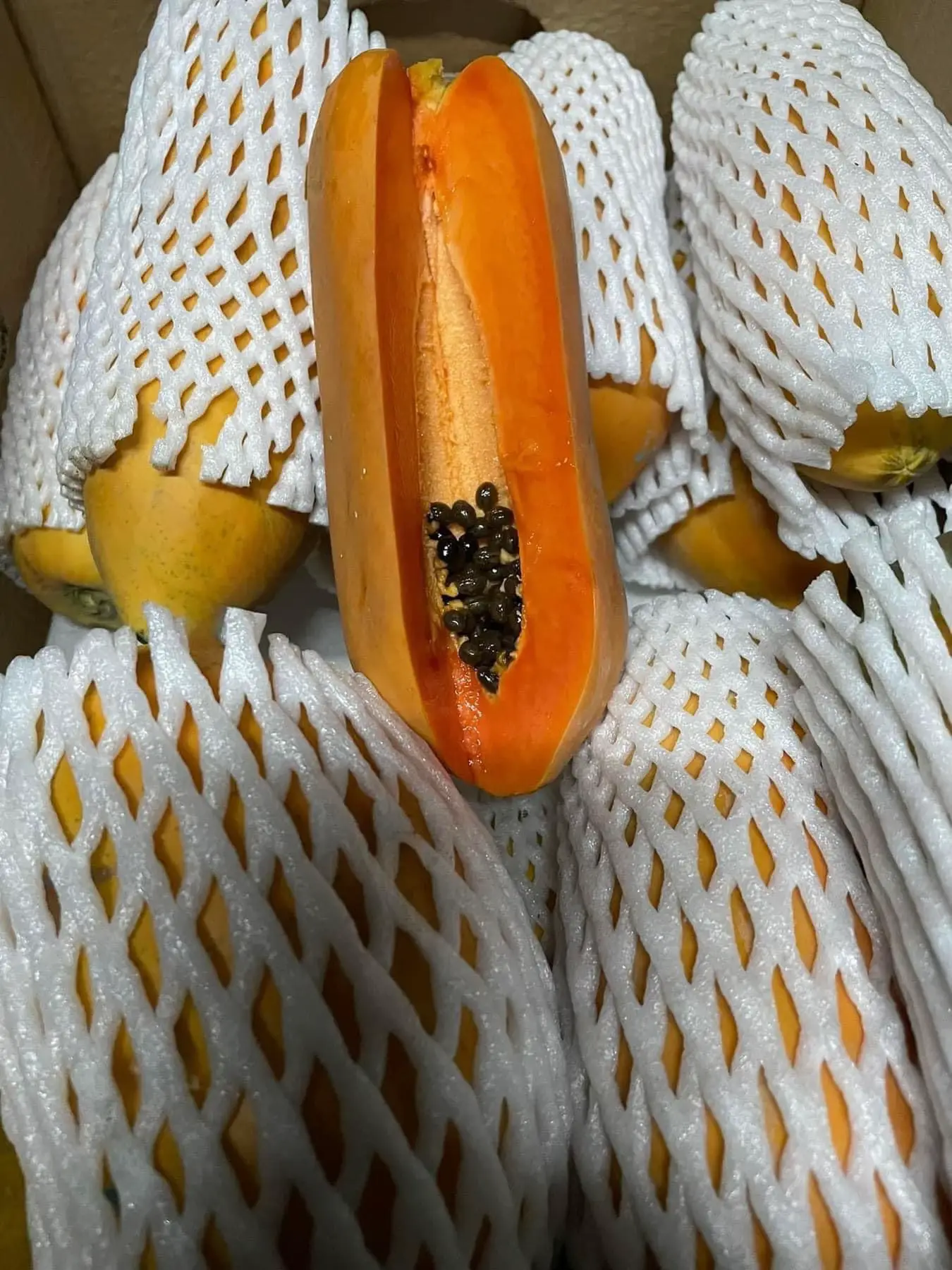 มะละกอฮอลแลนด์ หวาน เนื้อแน่น ประโยชน์มากมาย | แกลเลอรีที่โพสต์โดย Bom Bam | Lemon8