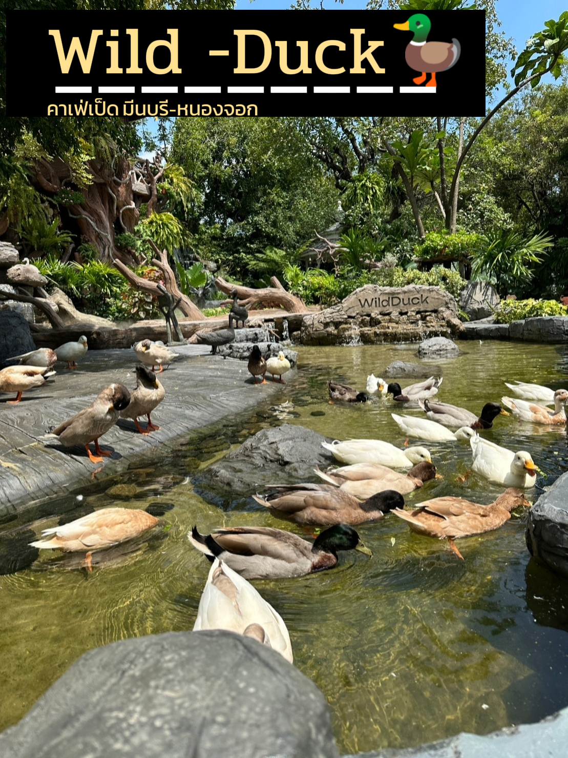 wildDuck :cafe 🦆คาเฟ่เป็ด💕 | วิดีโอที่เผยแพร่โดย b.baifern 65 | Lemon8