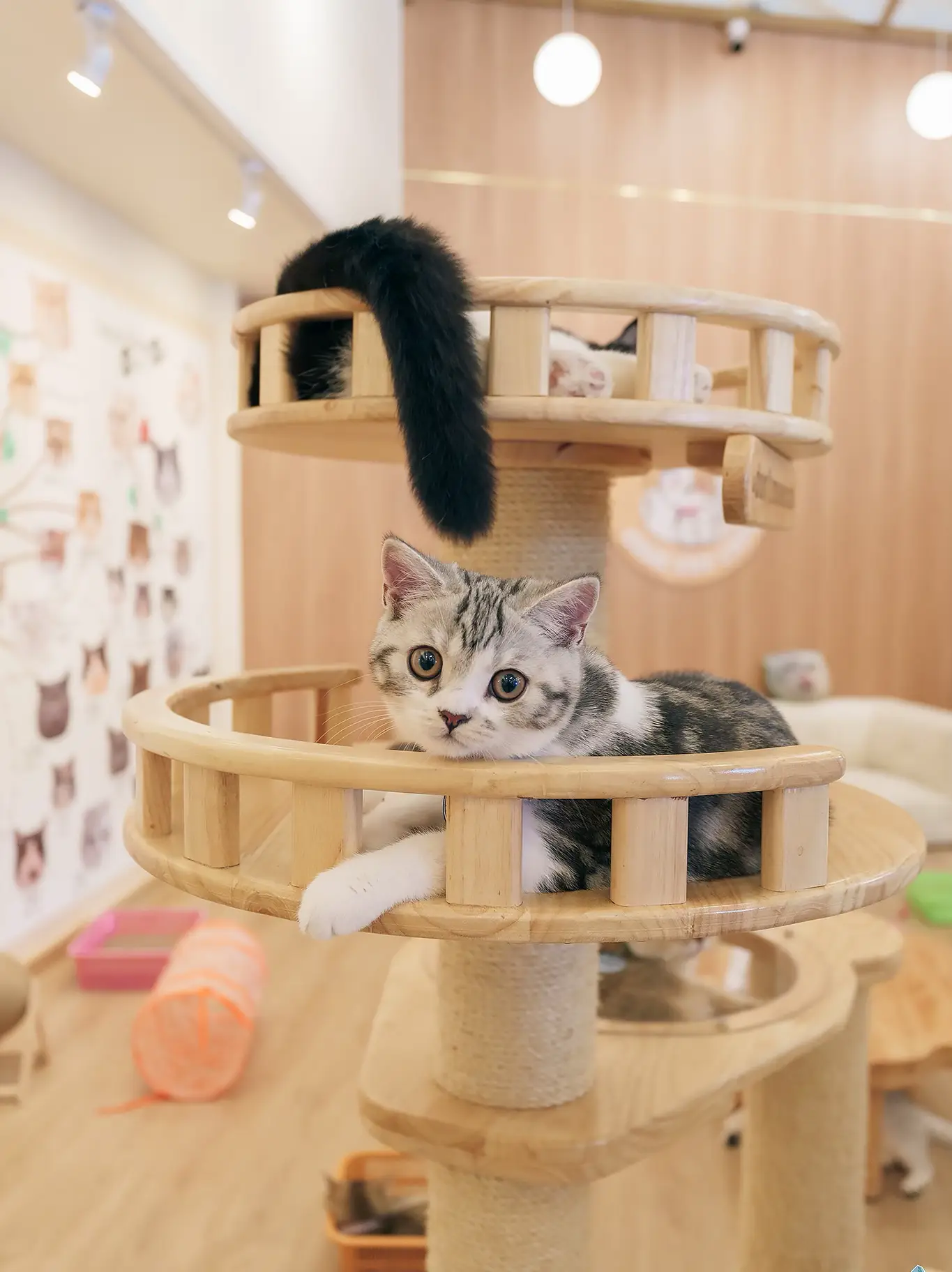 Chill Cat Cafe….สวรรค์ของคนรักแมว😻😻😻 | แกลเลอรีที่โพสต์โดย Jennie ...