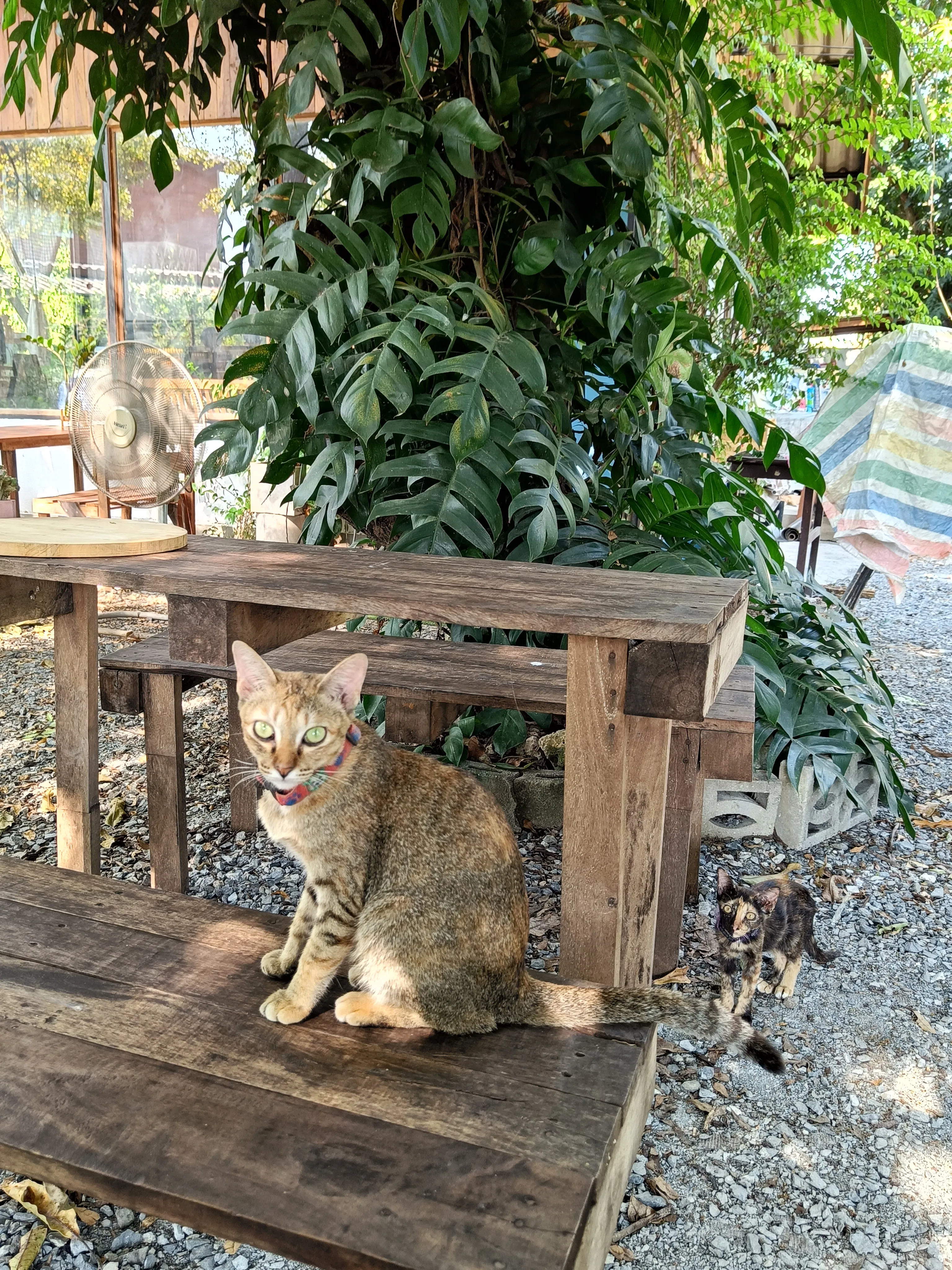 SARUNYA CAFE จากบ้านร้าง สู่คาเฟ่ในสวน 🏡☕🍰 | แกลเลอรีที่โพสต์โดย OMG:osh | Lemon8