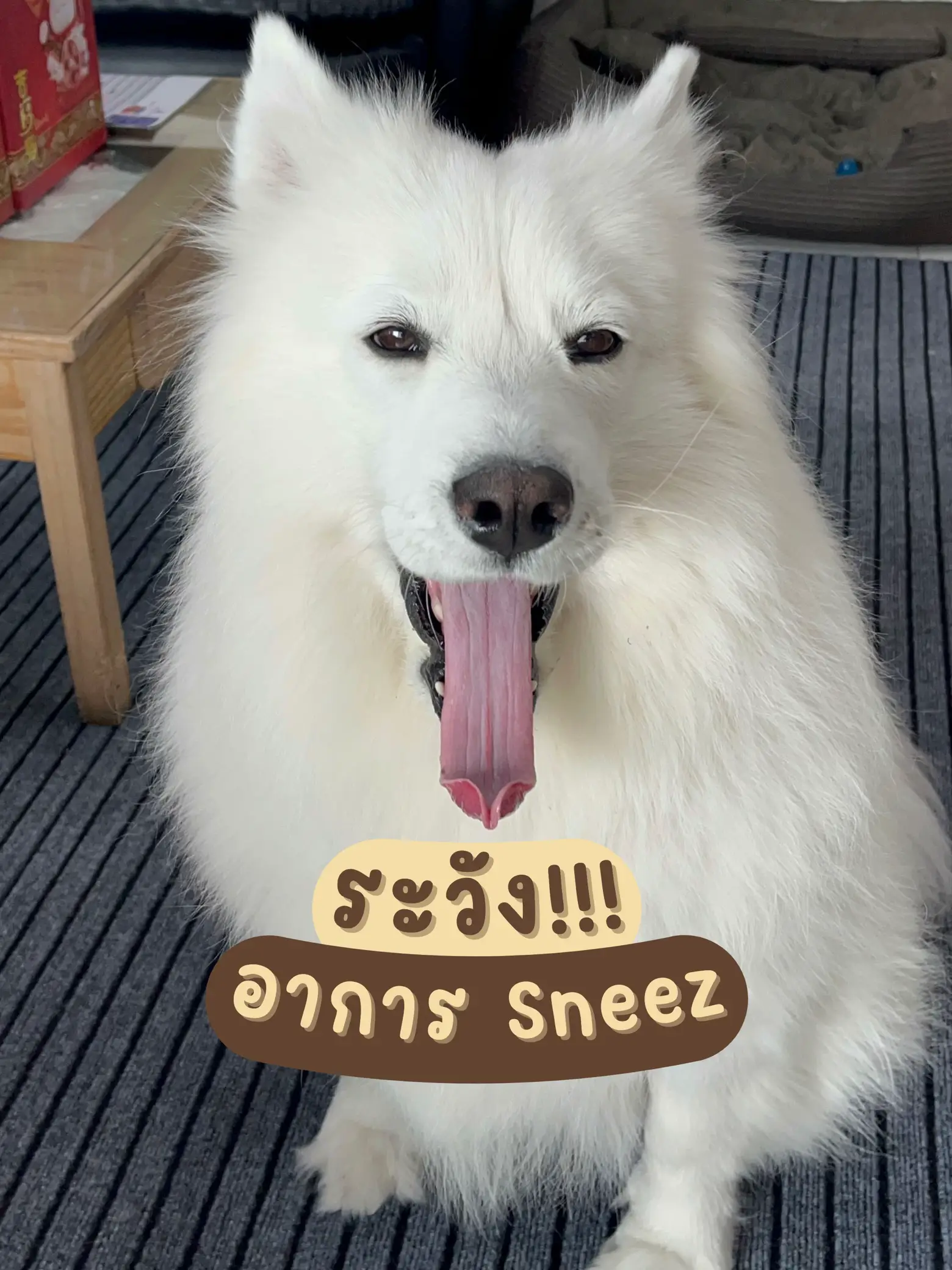 ระวังอาการ Sneez ที่อาจเกิดขึ้นได้กับน้องหมาทุกตัว‼️🐶 | แกลเลอรีที่ ...