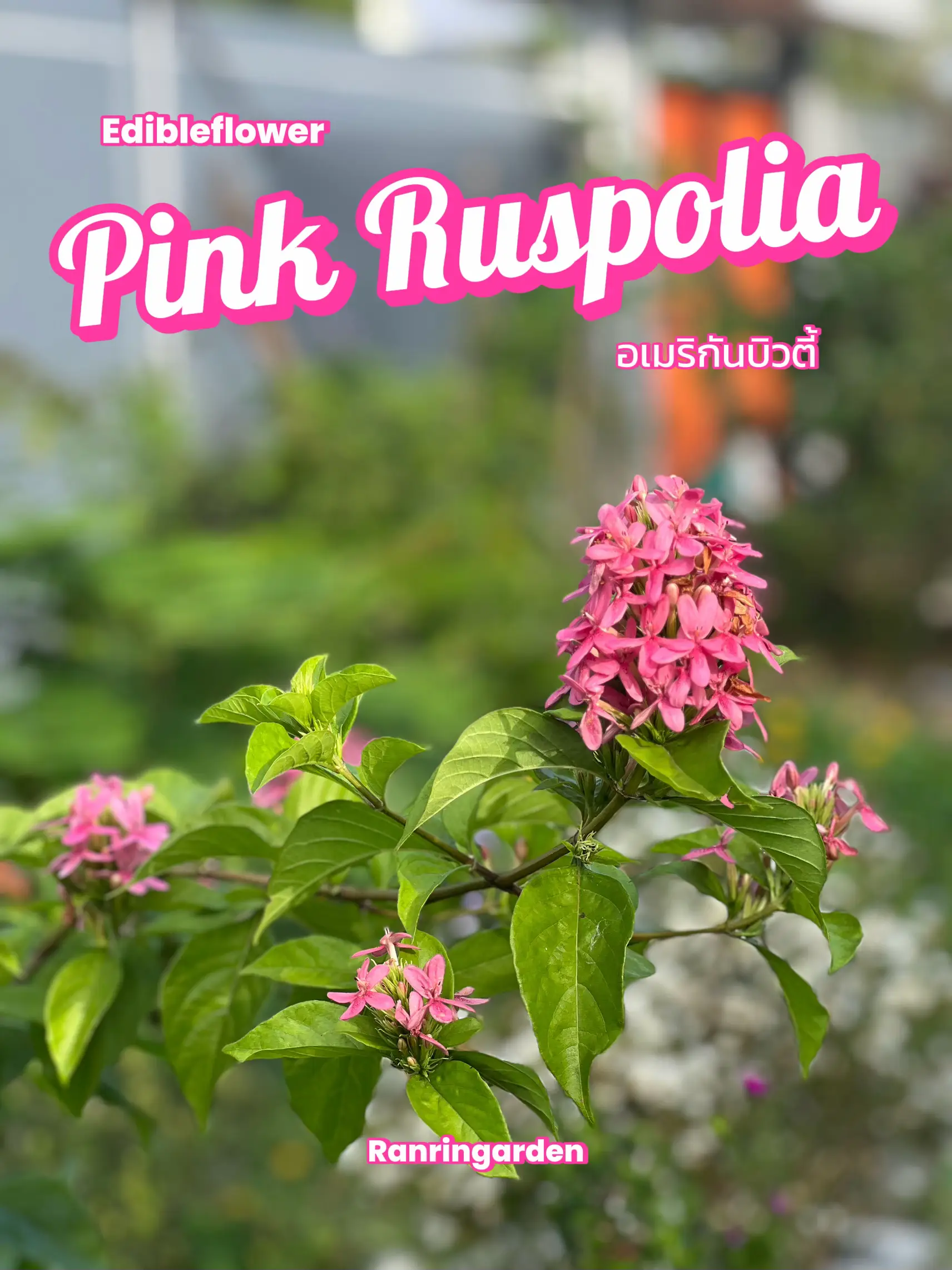 🌸ดอกอเมริกันบิวตี้ (Pink Ruspolia)🌸 | แกลเลอรีที่โพสต์โดย Ranringarden ...
