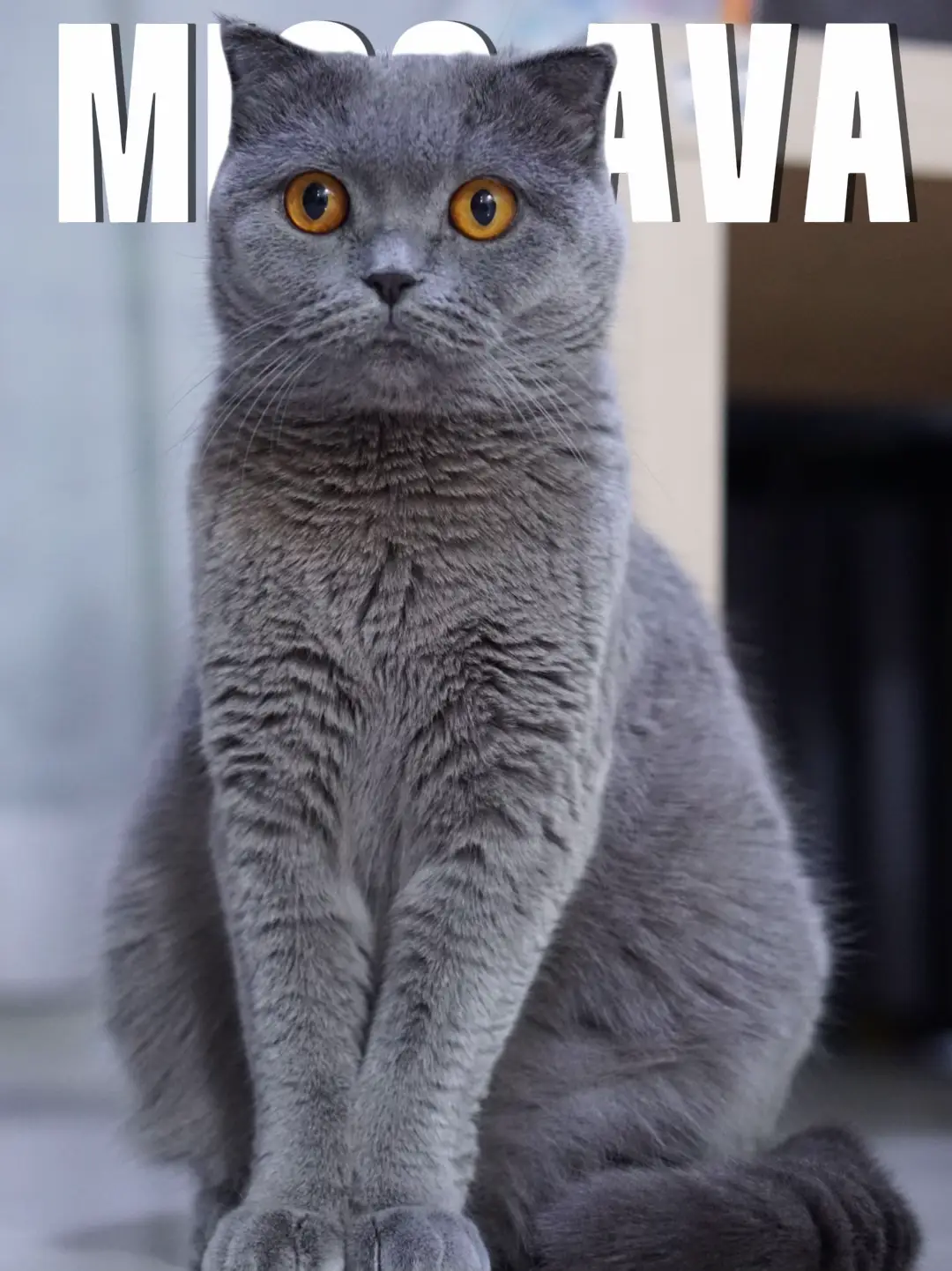 MISS AVA | แกลเลอรีที่โพสต์โดย Tona Young | Lemon8