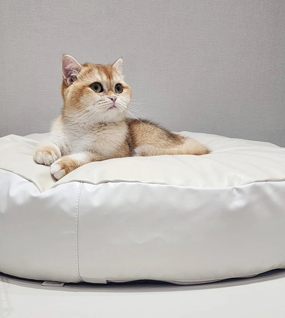 ทาสแมว (มือใหม่) Ep.2 😍 | แกลเลอรีที่โพสต์โดย PalmY PR | Lemon8