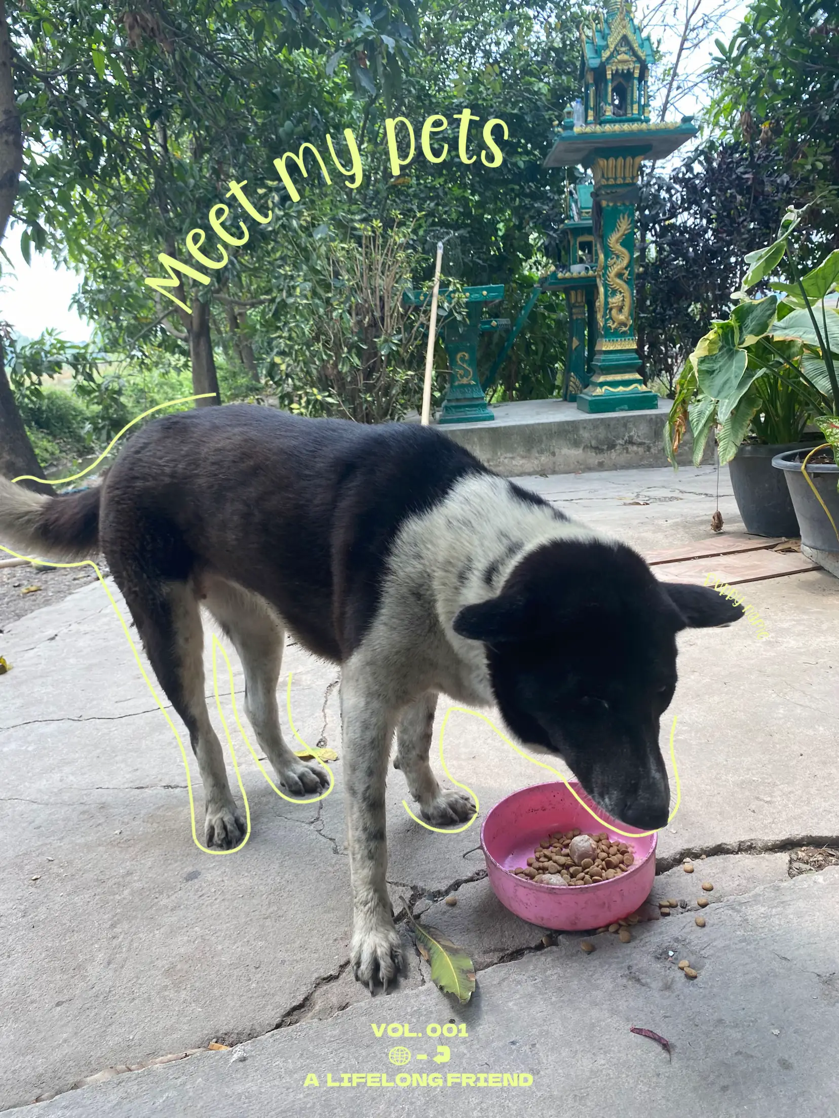 Meet my pets | แกลเลอรีที่โพสต์โดย 23 photo | Lemon8