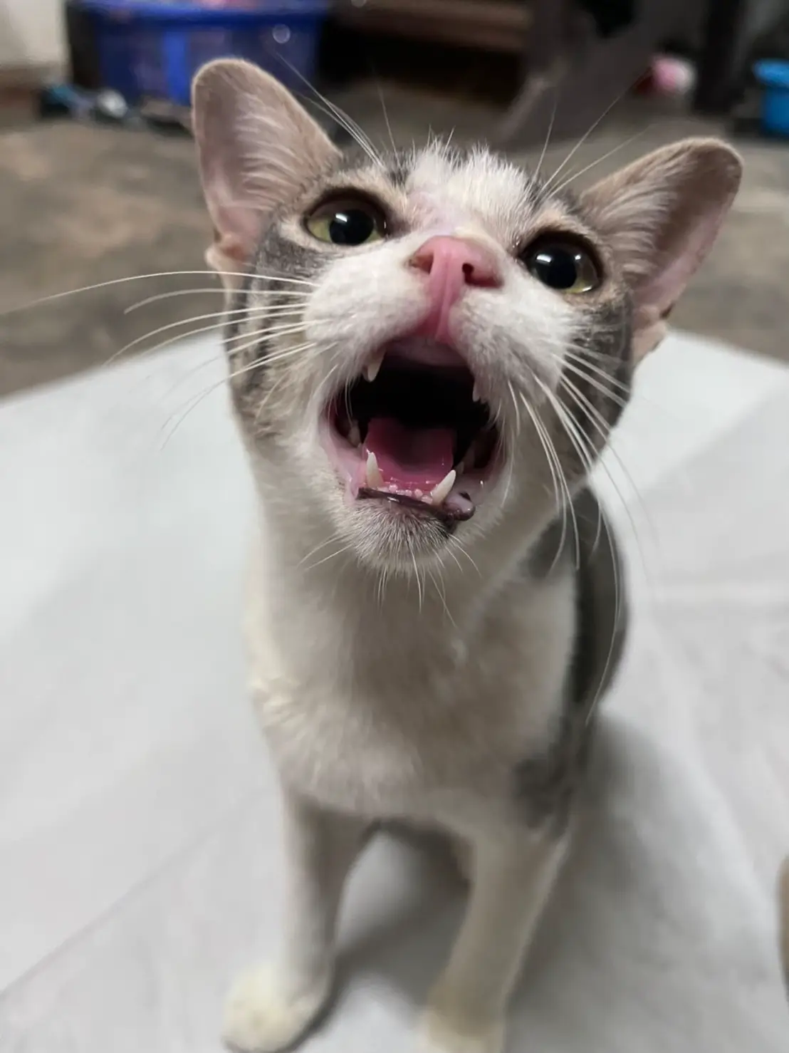 มีแมวเปรตหรือยังจ่ะ มีแมวเปรตหรือยัง | แกลเลอรีที่โพสต์โดย Ongying | Lemon8