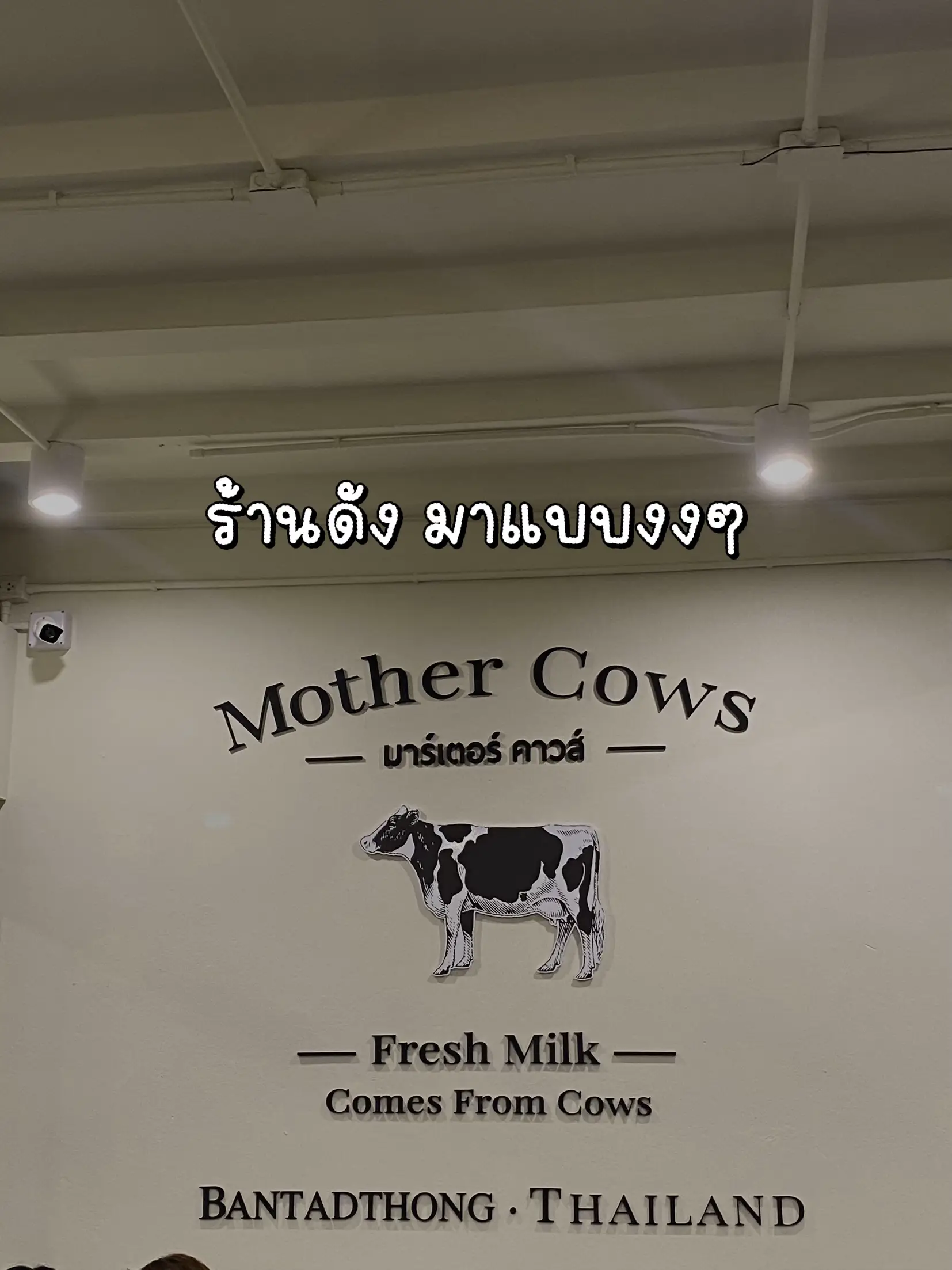 Mother Cows บรรทัดทอง🐄 | แกลเลอรีที่โพสต์โดย UNUN | Lemon8