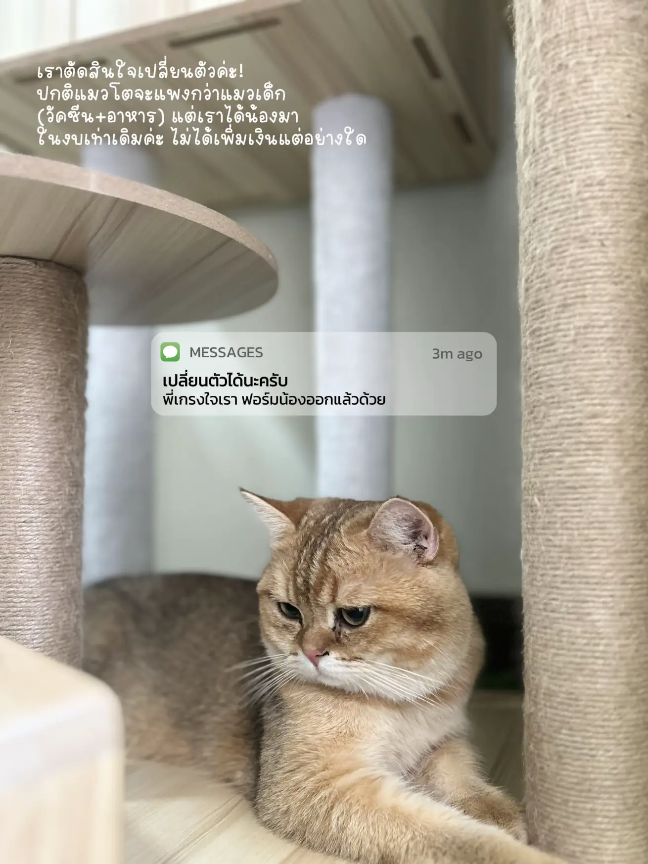 รีวิว ซื้อแมวไม่ตรงปก ! 🐈‍⬛ ⚠️ | แกลเลอรีที่โพสต์โดย Koonnoo Cattery ...
