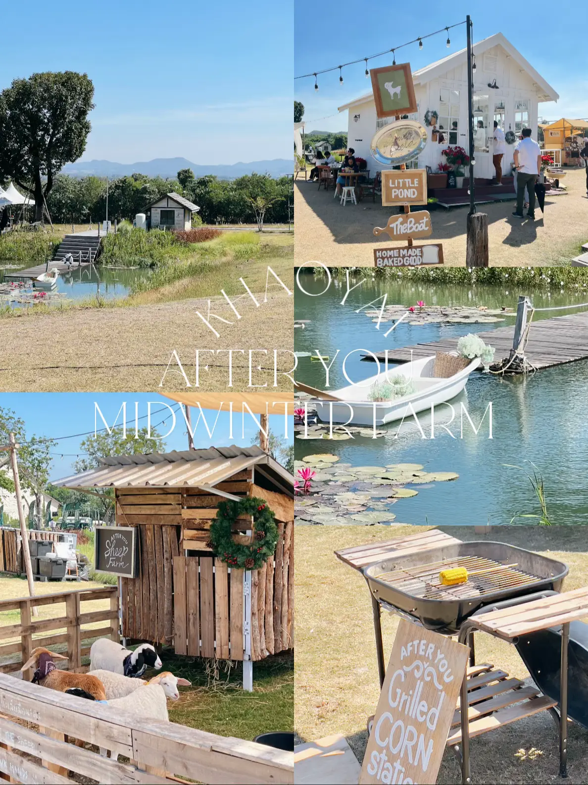 รีบไปก่อนปิด | After you midwinter farm khaoyai 🌤️🐑 | แกลเลอรีที่โพสต์ ...