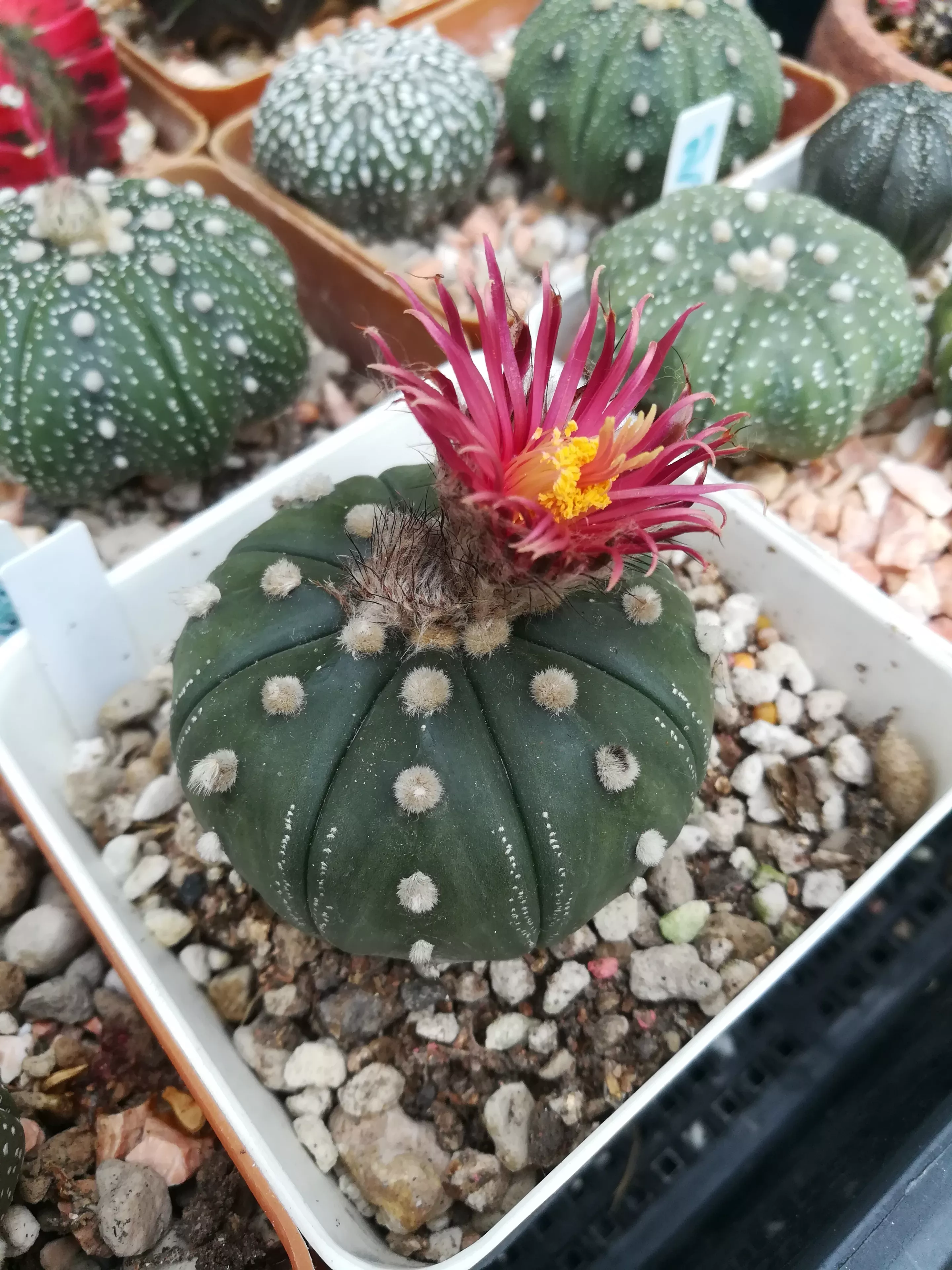 อรุณสวัสดิ์ยามเช้า | แกลเลอรีที่โพสต์โดย Maruko | Lemon8