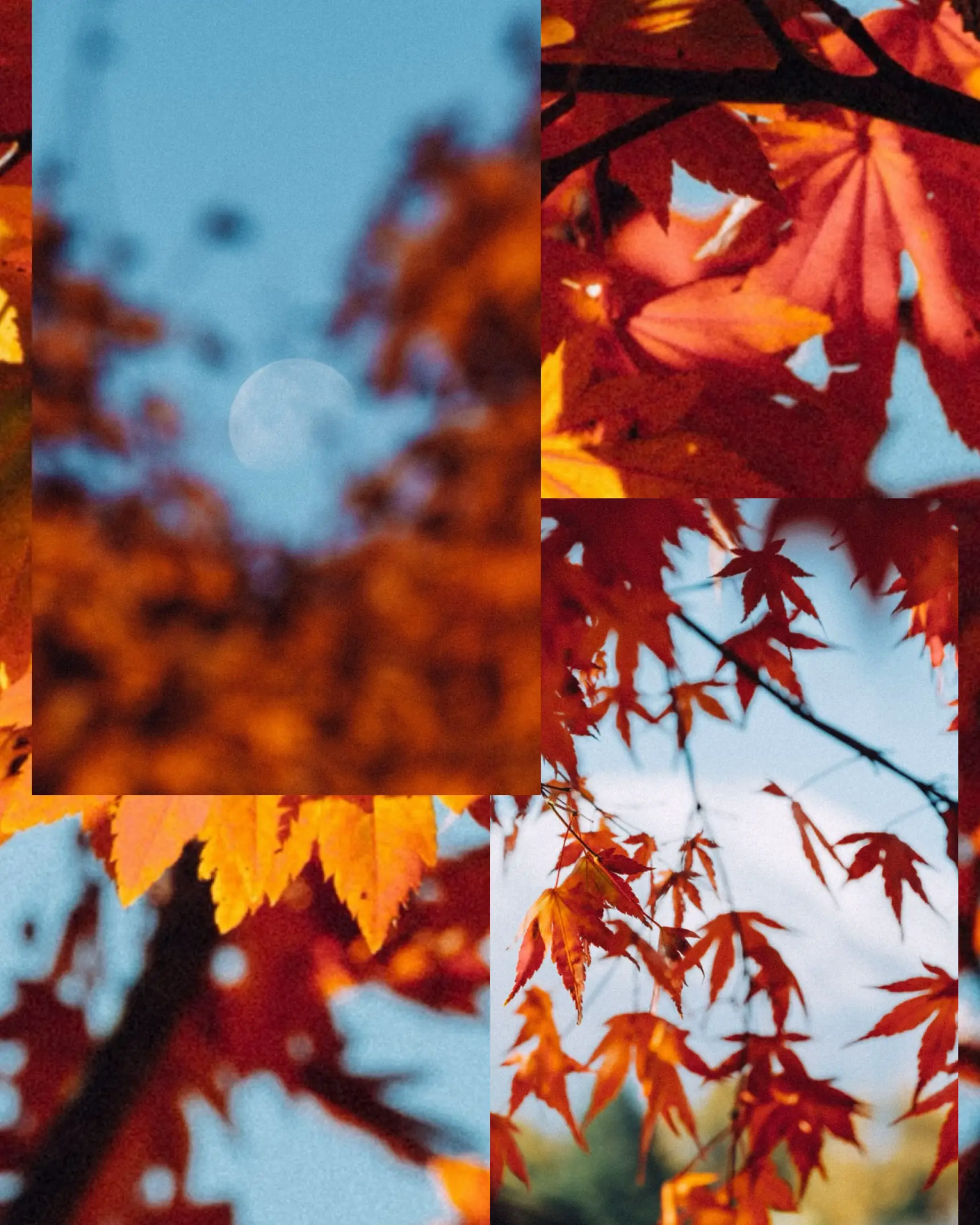 Magic with autumn leaves | Gallery posted by Benjamin | Lemon8