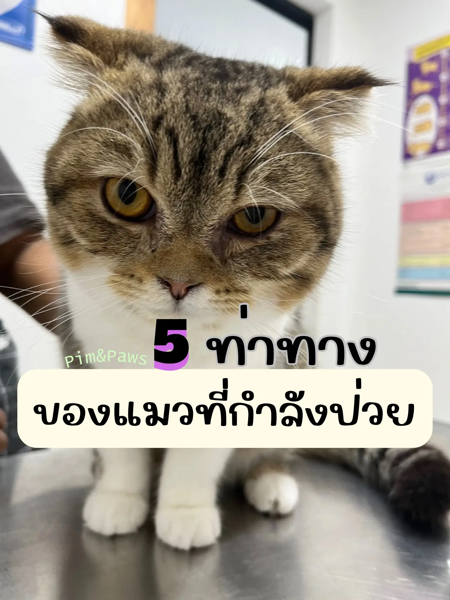 5 ท่าทางของแมวที่กำลังป่วย!! | แกลเลอรีที่โพสต์โดย Pim&Paws | Lemon8