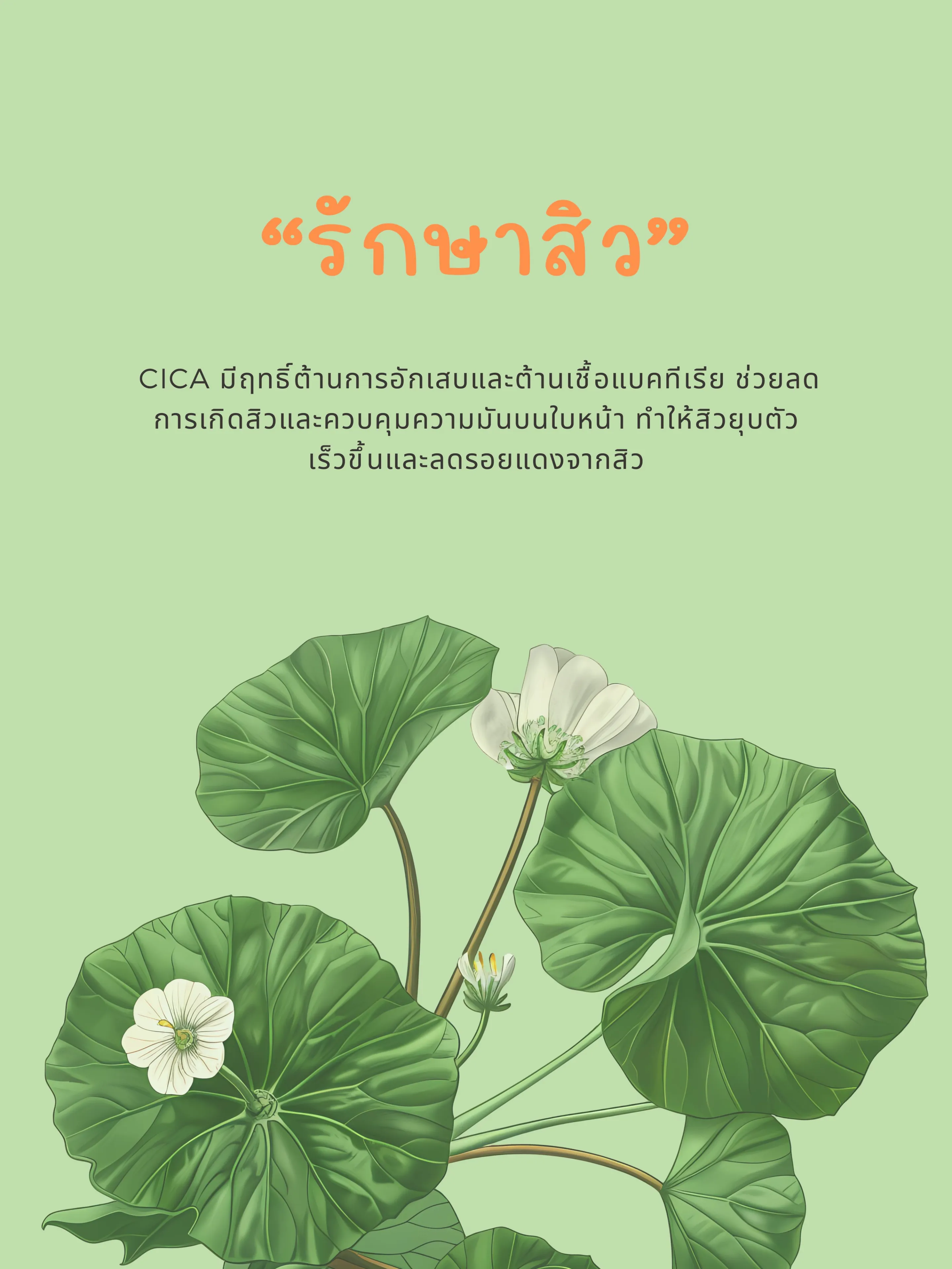 สงสัยมั้ยว่า...ใบบัวบกในเครื่องสำอางช่วยเรื่องอะไร | แกลเลอรีที่โพสต์ ...