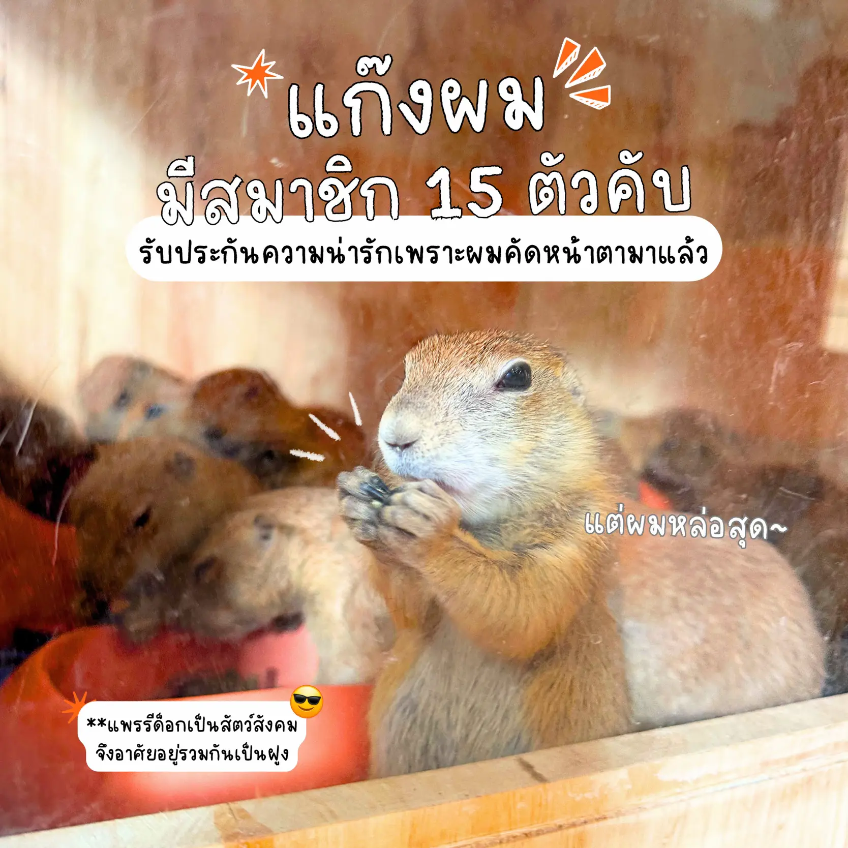 🌟 รีวิวแก๊งแพรี่ด็อก 15 จิ๋ว สุดแสบที่ Little Den Cafe 🦫☕️ | แกลเลอรี ...