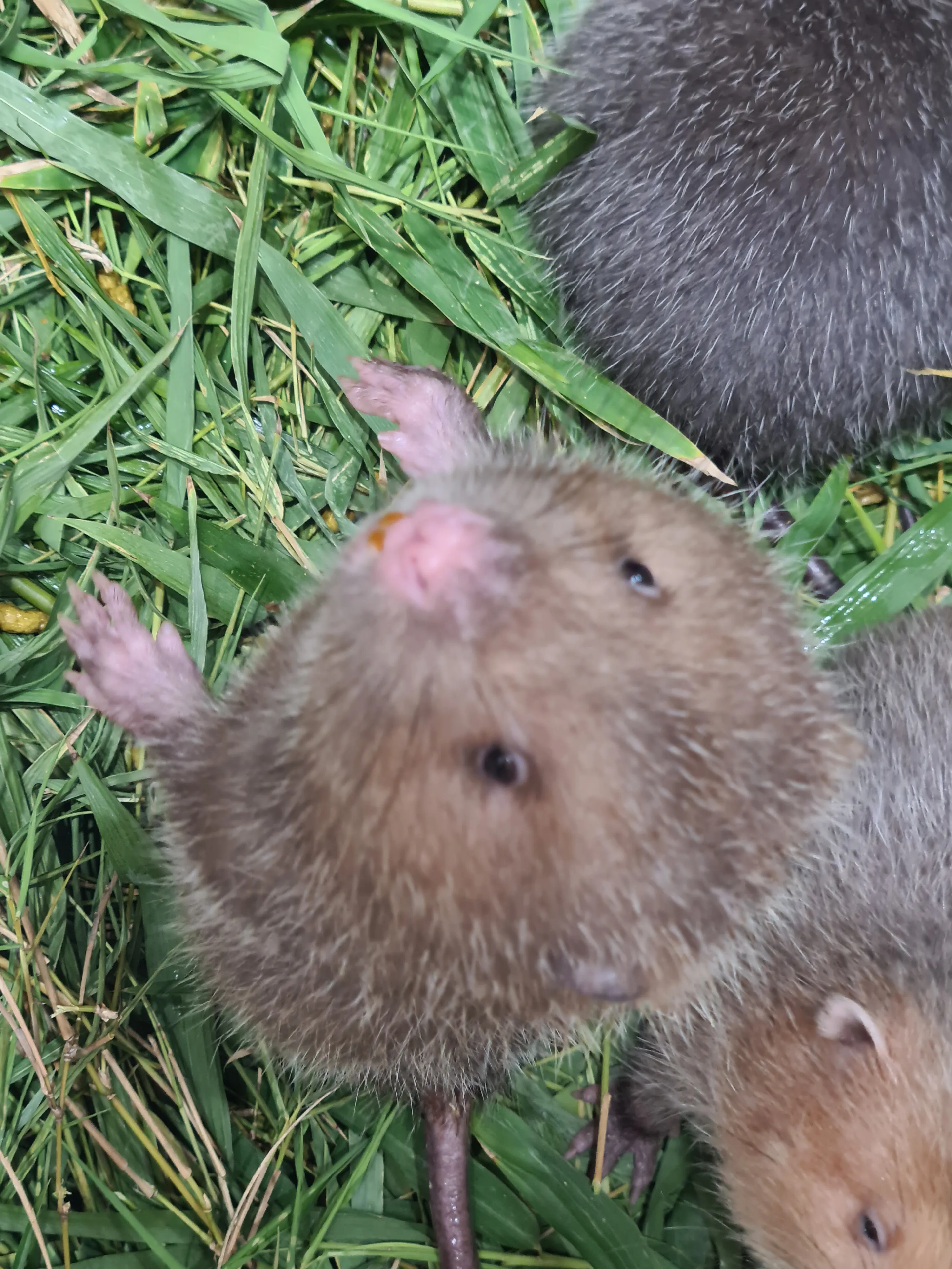 A cup of zoo cafe🐱🐶🐰🐥🪱 | แกลเลอรีที่โพสต์โดย 보(Bow)🎀 | Lemon8