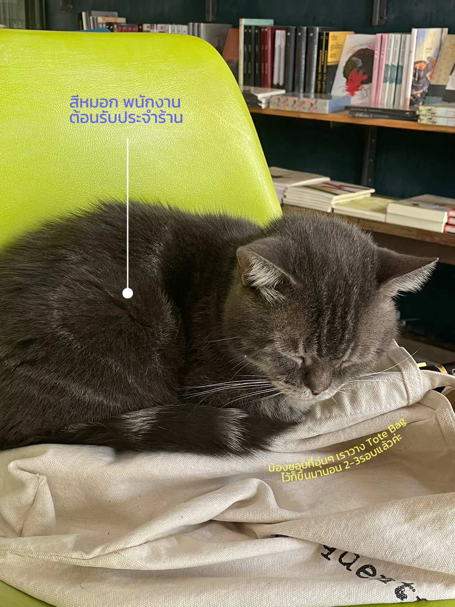 A BOOK with NO NAME - หนังสือ แมว และกาแฟ | แกลเลอรีที่โพสต์โดย Julie 🪴 | Lemon8