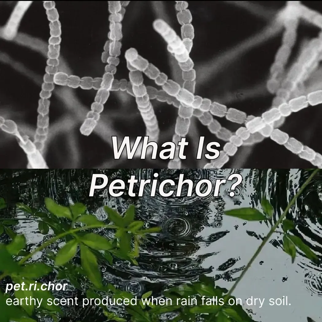 petrichor [explained] | แกลเลอรีที่โพสต์โดย Biologirl 🥼 | Lemon8