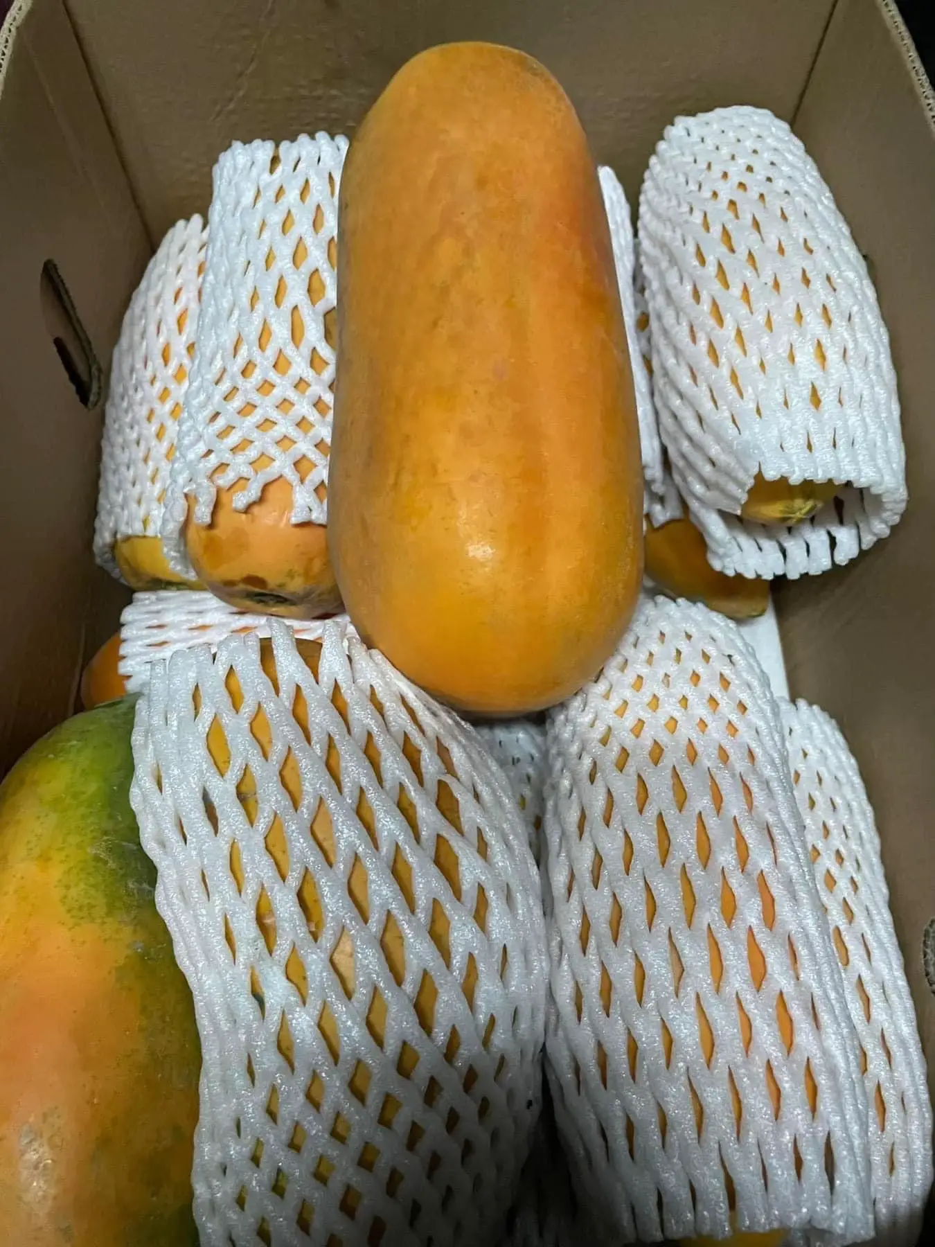 มะละกอฮอลแลนด์ หวาน เนื้อแน่น ประโยชน์มากมาย | แกลเลอรีที่โพสต์โดย Bom Bam | Lemon8