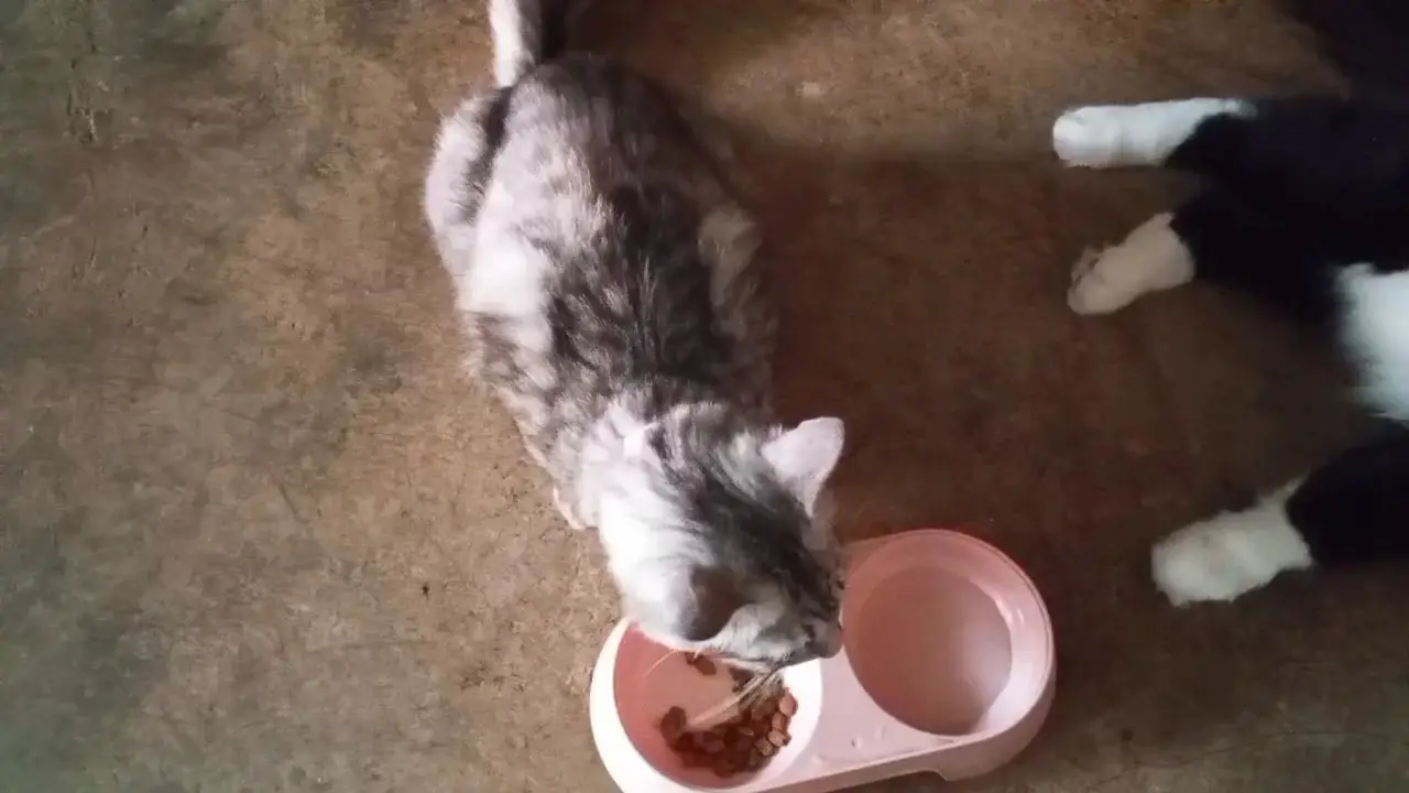 cat eating ASMR | Video diterbitkan oleh milk🐱🐾 | Lemon8