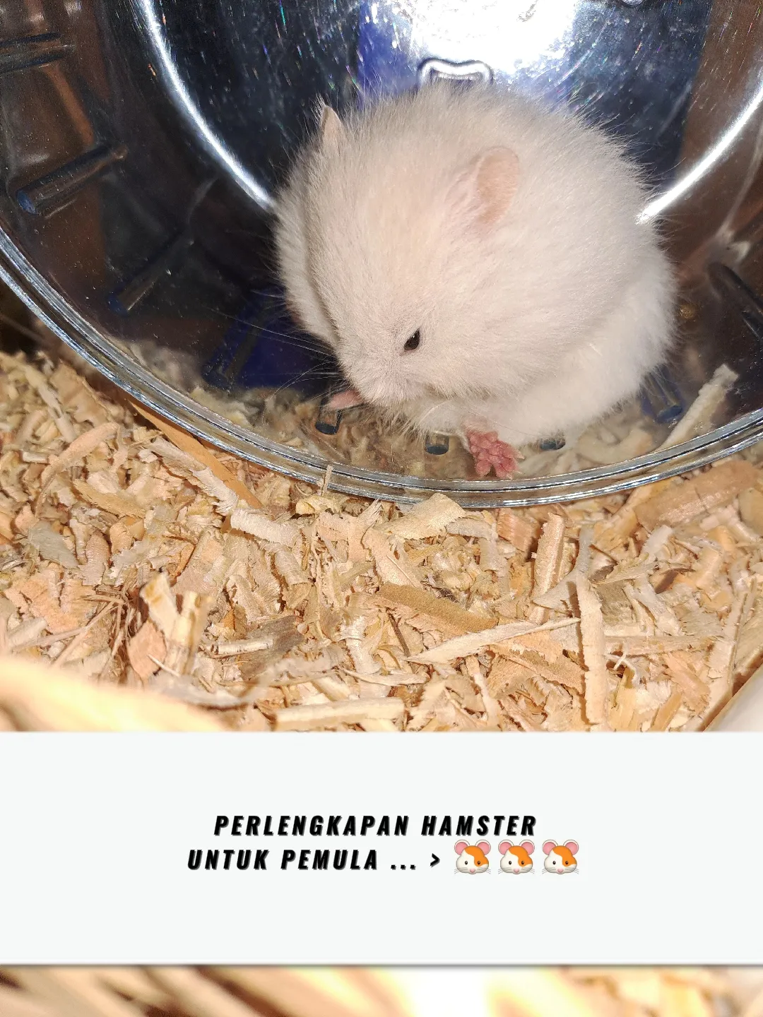 PERLENGKAPAN HAMSTER UNTUK PEMULA ... > | Galeri diposting oleh ...