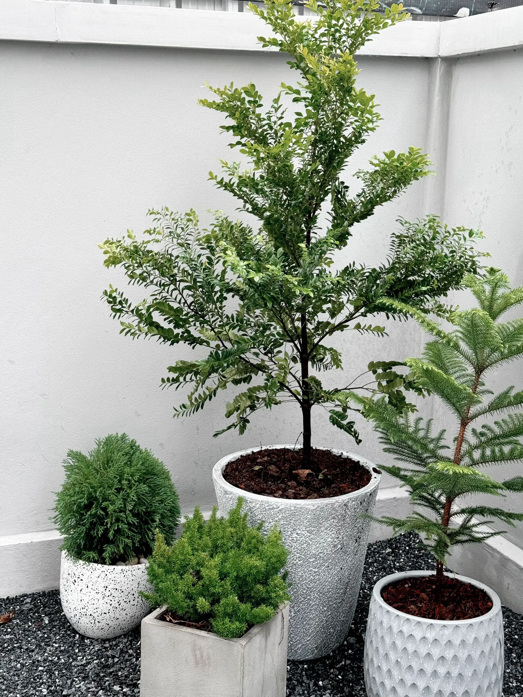 แต่งสวนเอง 🌱🏝️🌴🌱 | แกลเลอรีที่โพสต์โดย Bam | Lemon8