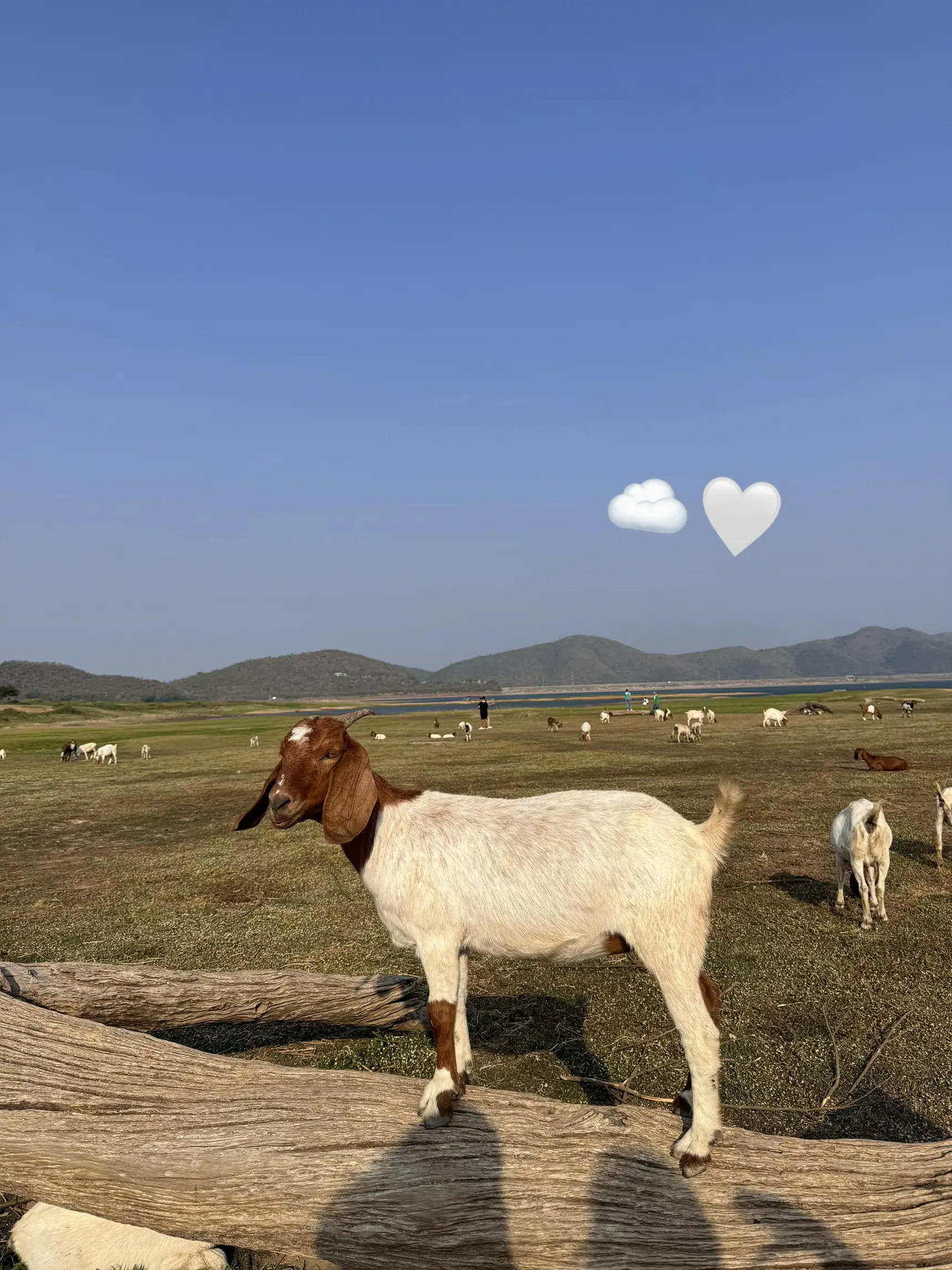 ดูแกะเขื่อนปราณบุรี🐐 | แกลเลอรีที่โพสต์โดย KA TAii🐇 | Lemon8
