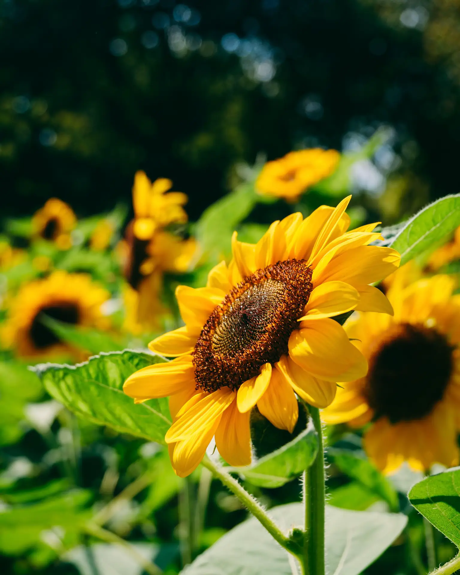 Sunflower fields blossom in the center of the city. Free close-up visits and photos. | Gallery ...