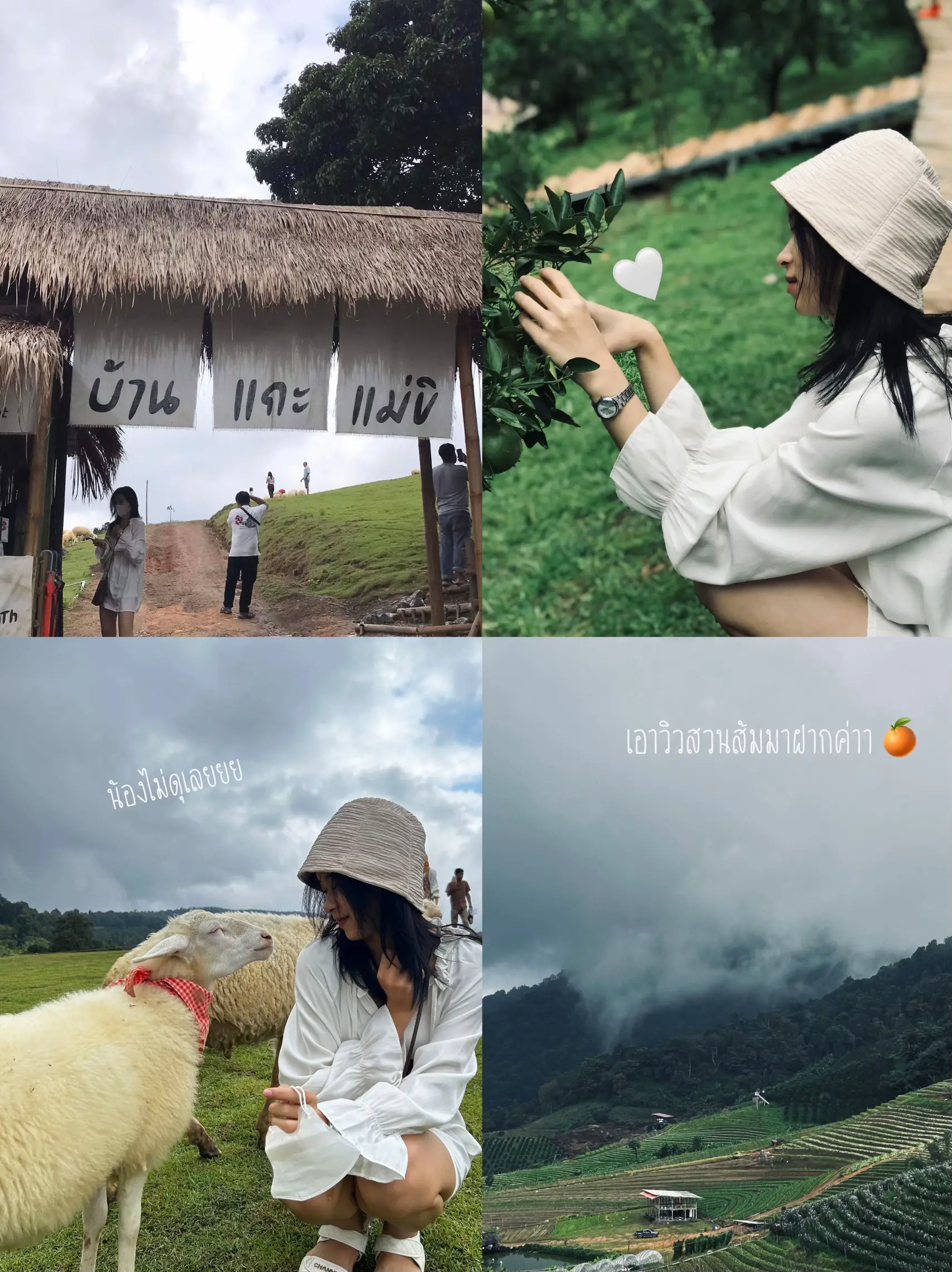 บ้านแกะแม่ขิ - Maekee Sheep House 🐑🍃 | แกลเลอรีที่โพสต์โดย aunpan🕊️ | Lemon8