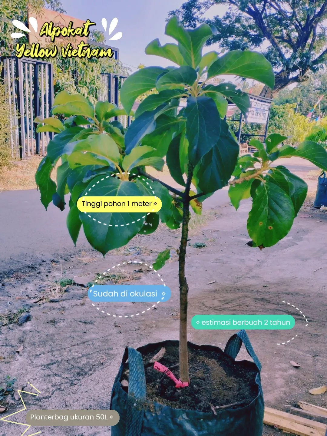 Bibit Alpokat Yellow Vietnam | Galeri diposting oleh Widuri Plants | Lemon8