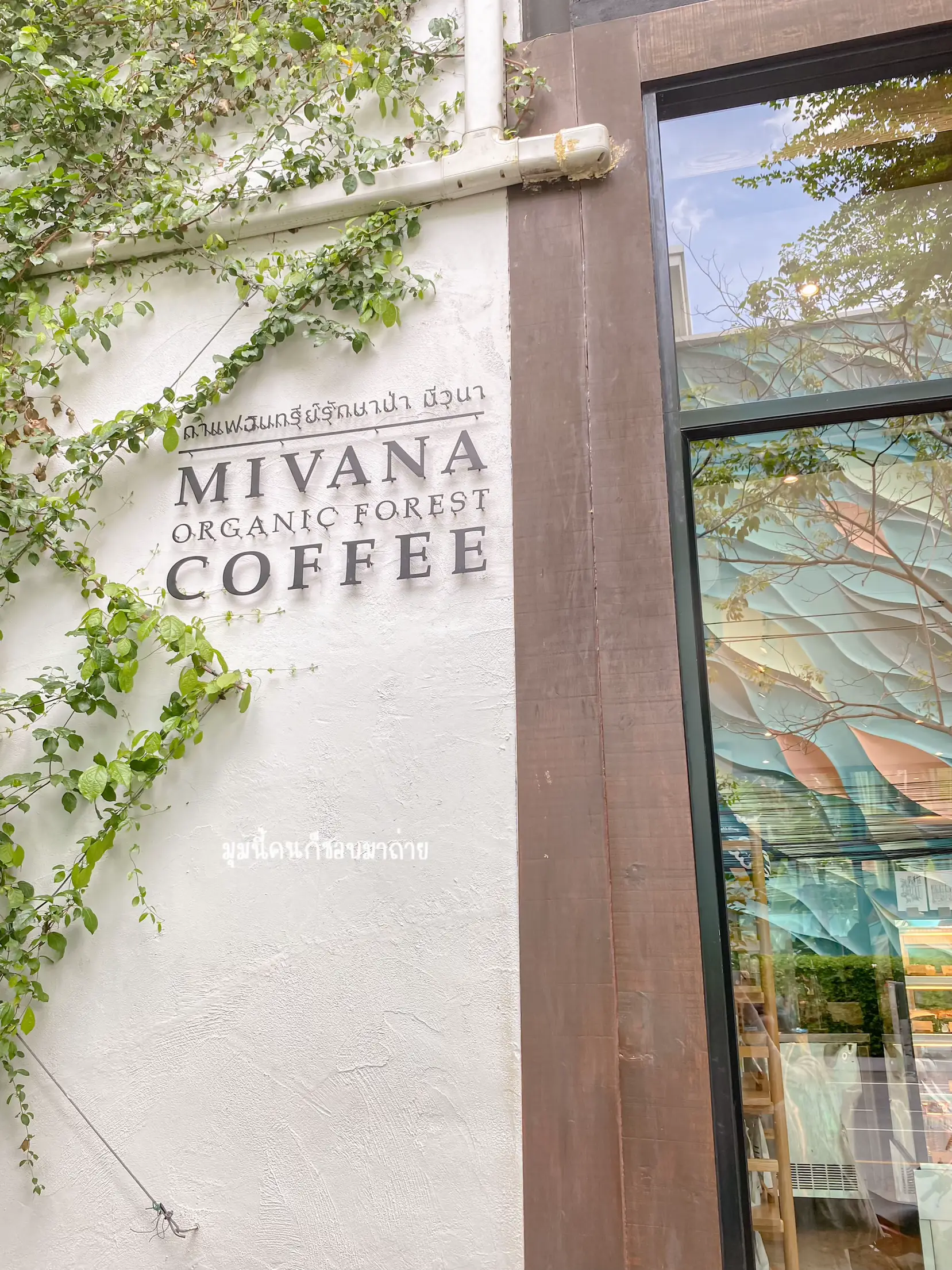 MiVana Coffee Flagship Store เที่ยวคนเดียวไม่มีรถส่วนตั | แกลเลอรีที่ ...