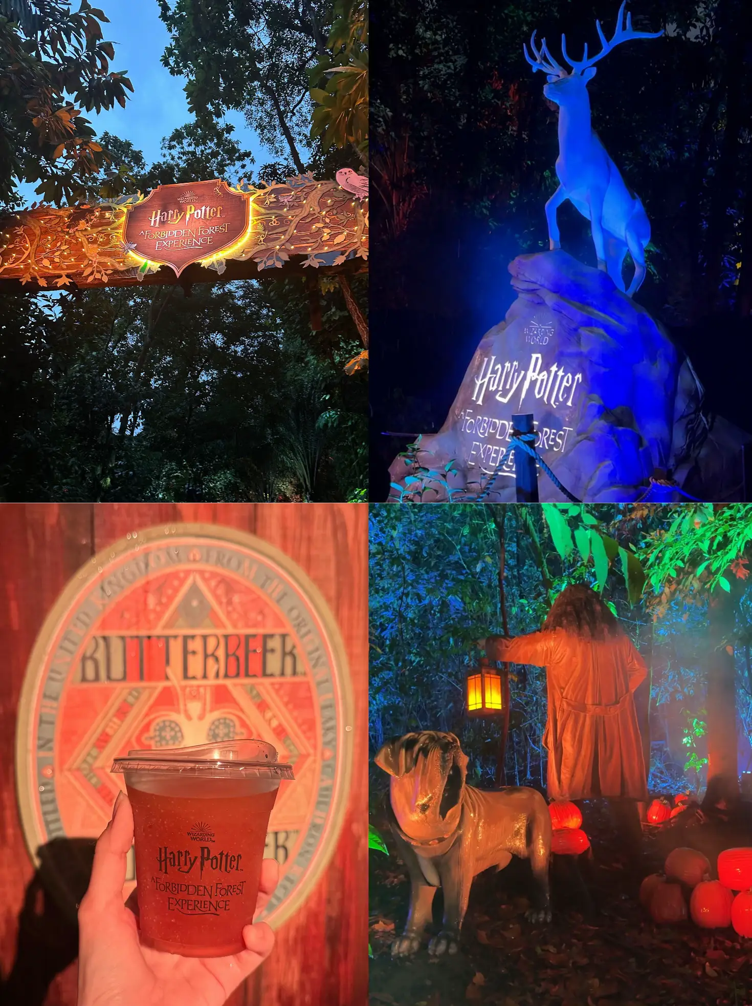 รีวิวงาน Harry Potter: A Forbidden Forest Experience | แกลเลอรีที่โพสต์ ...