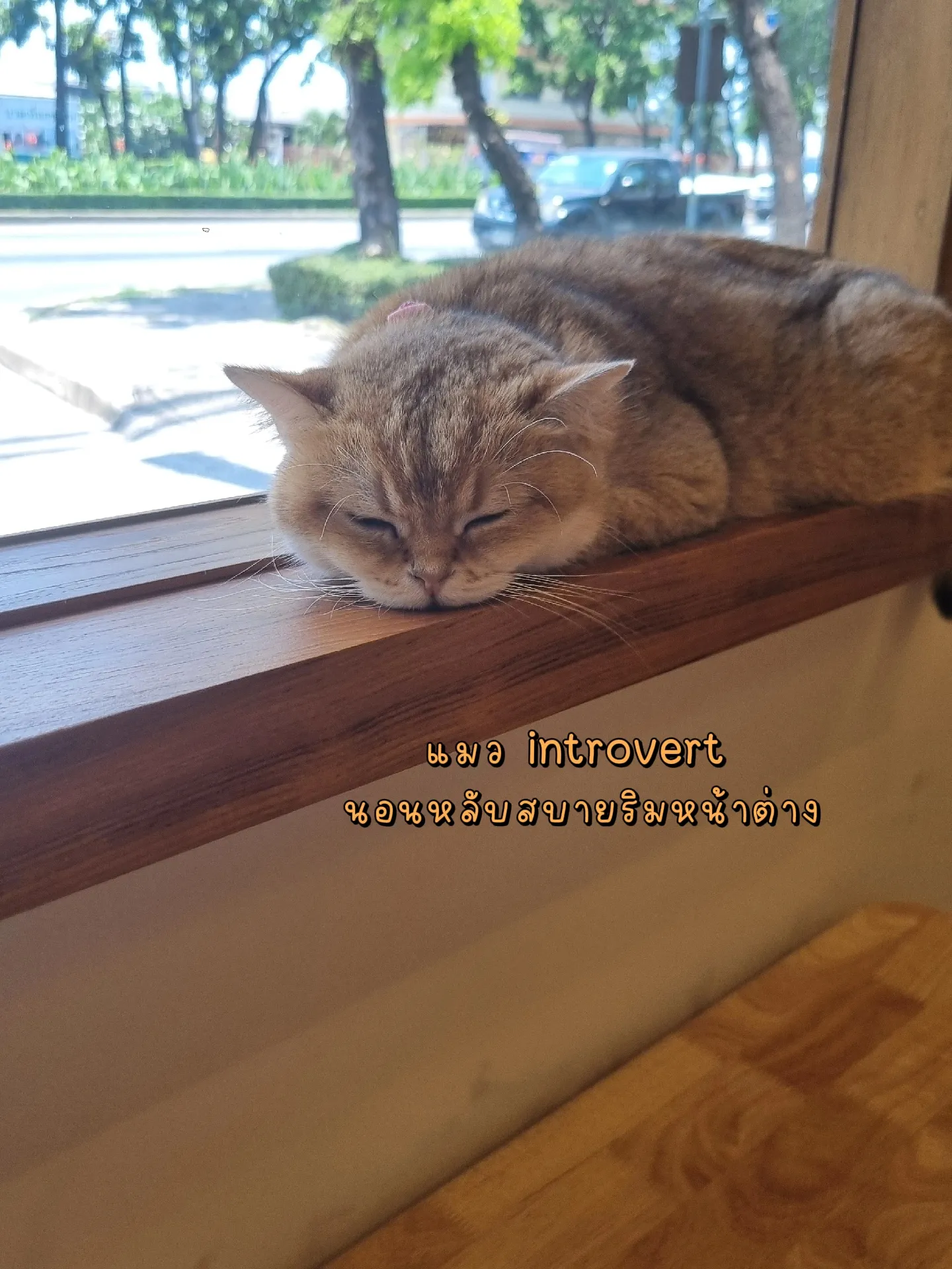 Chill Cat Cafe คาเฟ่แมวฝั่งธน ที่มีแมวเยอะมากก😍 | แกลเลอรีที่โพสต์โดย ...