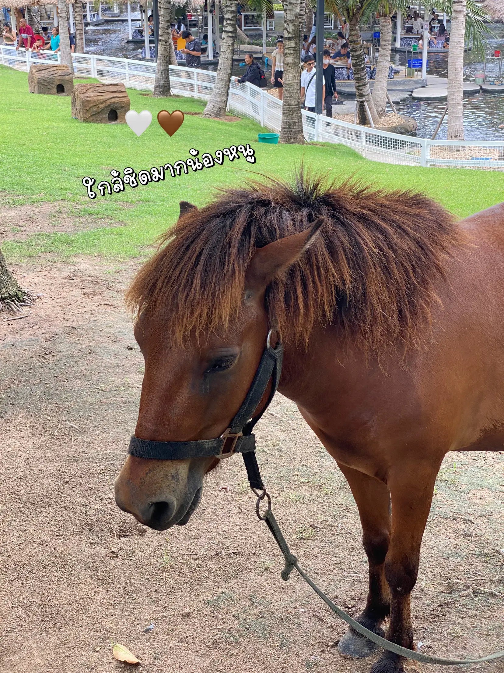 แจกพิกัด คาเฟ่ของคนรักสัตว์🦋🐓🐴 | แกลเลอรีที่โพสต์โดย Fernny🌷🌈 | Lemon8