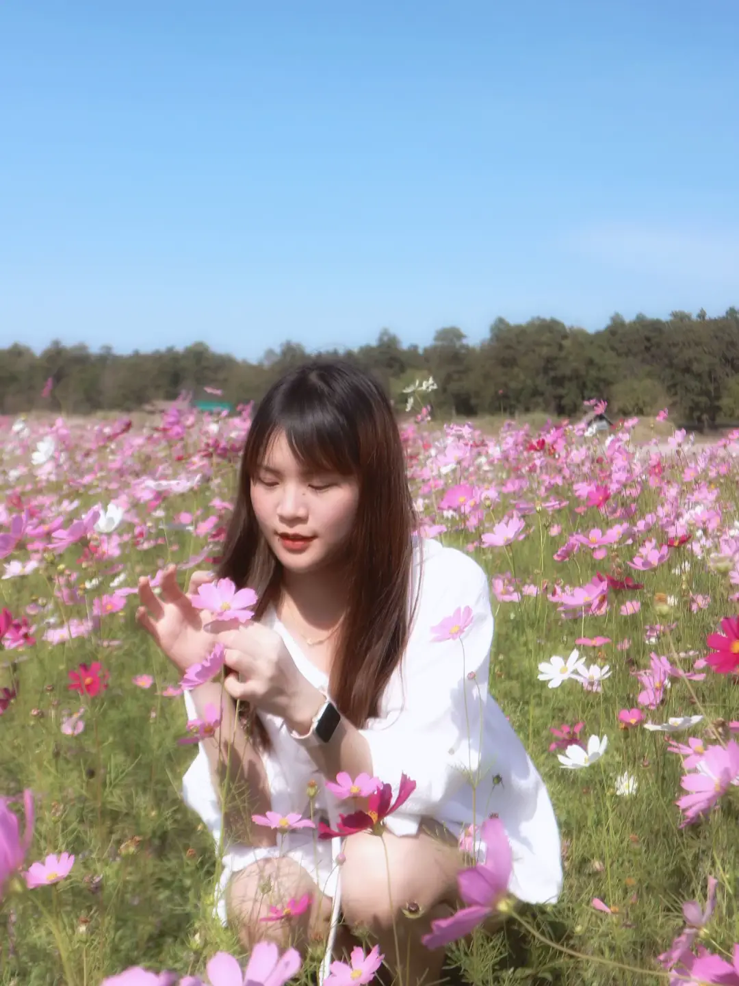 สวนคอสมอสละมุนนีสุบๆค้าบบ 🌸☁️🫶🏻 | แกลเลอรีที่โพสต์โดย Miu Miu | Lemon8