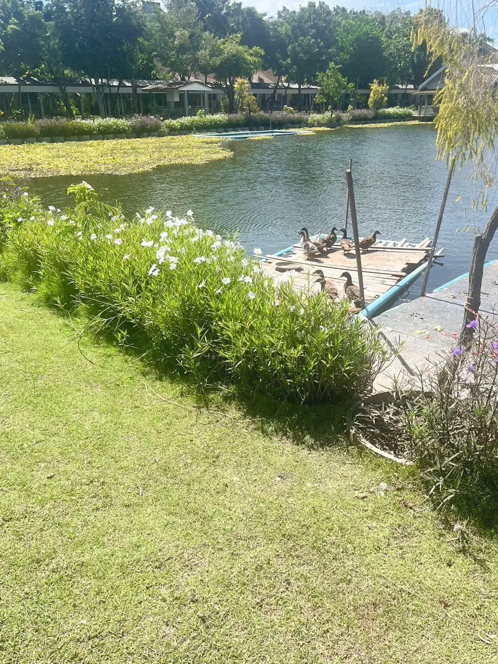 สถานที่จัดงานสุดร่มรื่น 📍บ้านผู้หว่าน อ.สามพราน จ.นครปฐม🌳🦆☀️ | แกลเลอรีที่โพสต์โดย thita.p__98 ...