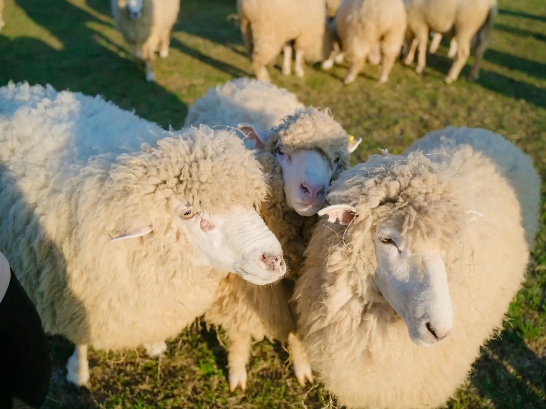 ABONZO YAMA MITSU คาเฟ่ฟาร์มแกะแห่งใหม่ในเชียงราย | แกลเลอรีที่โพสต์โดย โอปอ ที่ชอบสีแดง🌸 | Lemon8