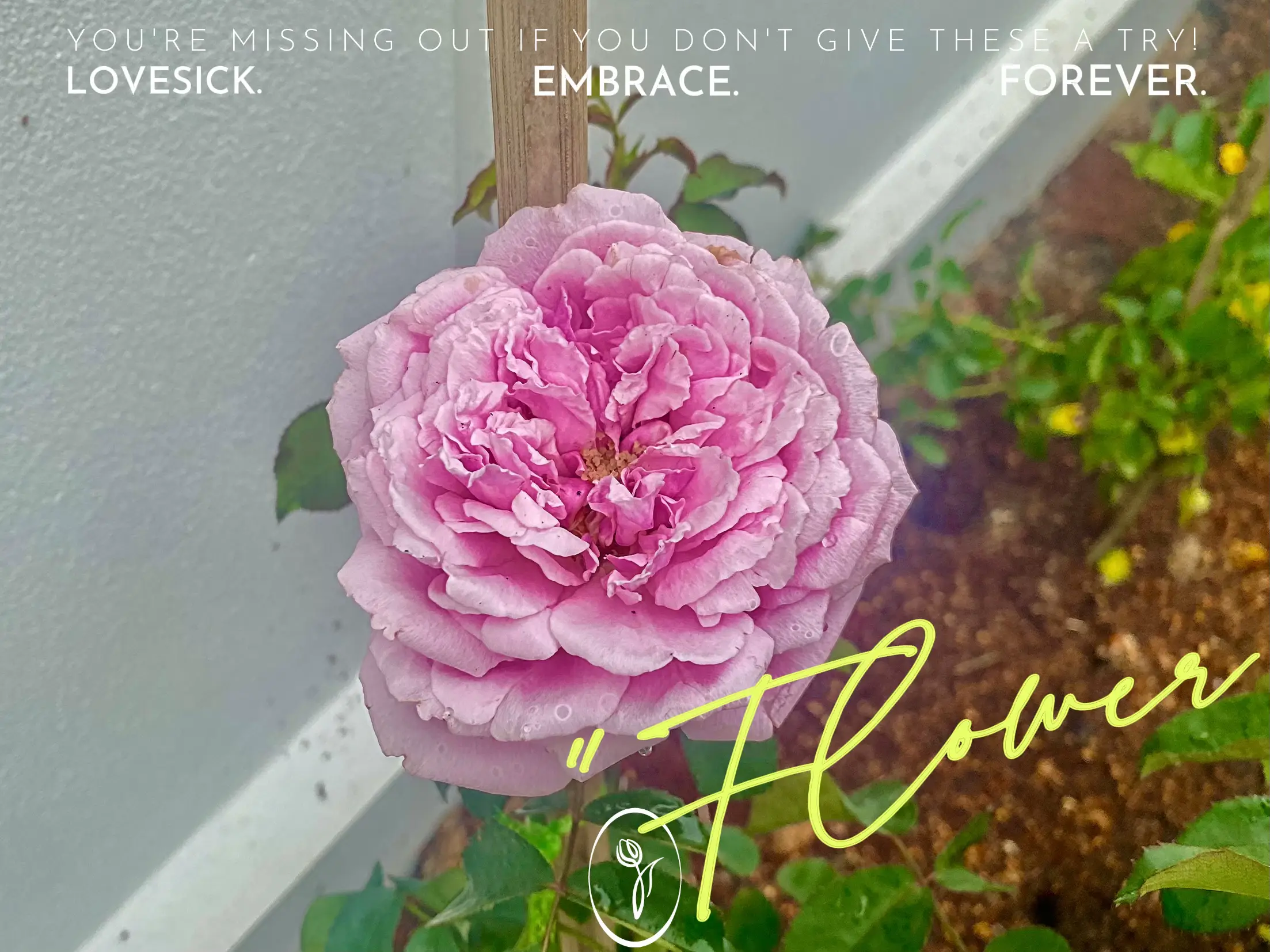 มือใหม่ | แกลเลอรีที่โพสต์โดย Nam Mon | Lemon8