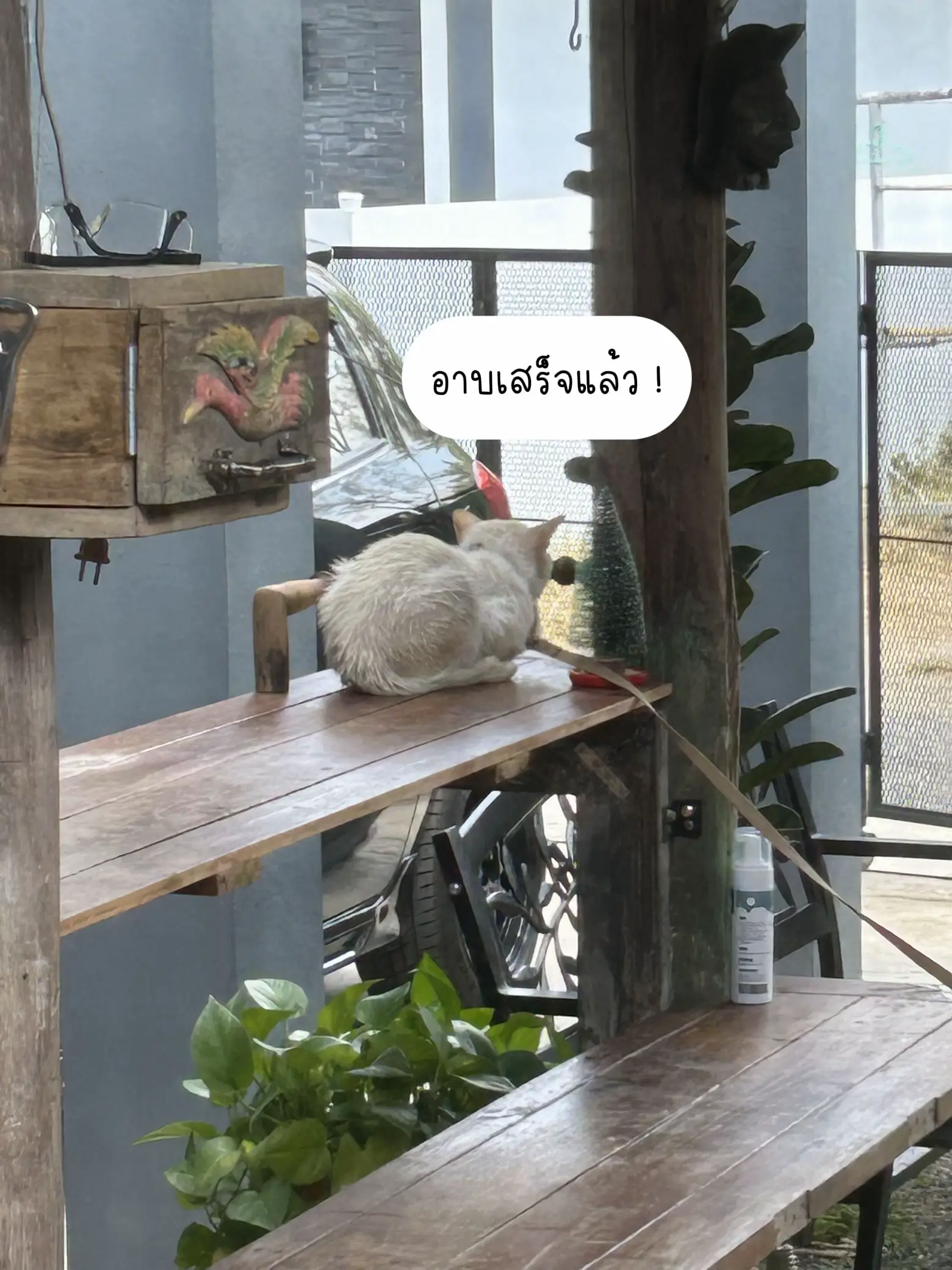 มาลองอาบน้ำแมวด้วยโฟมอายน้ำเเห้ง😻🐱 แกลเลอรีที่โพสต์โดย Qwnattawadee