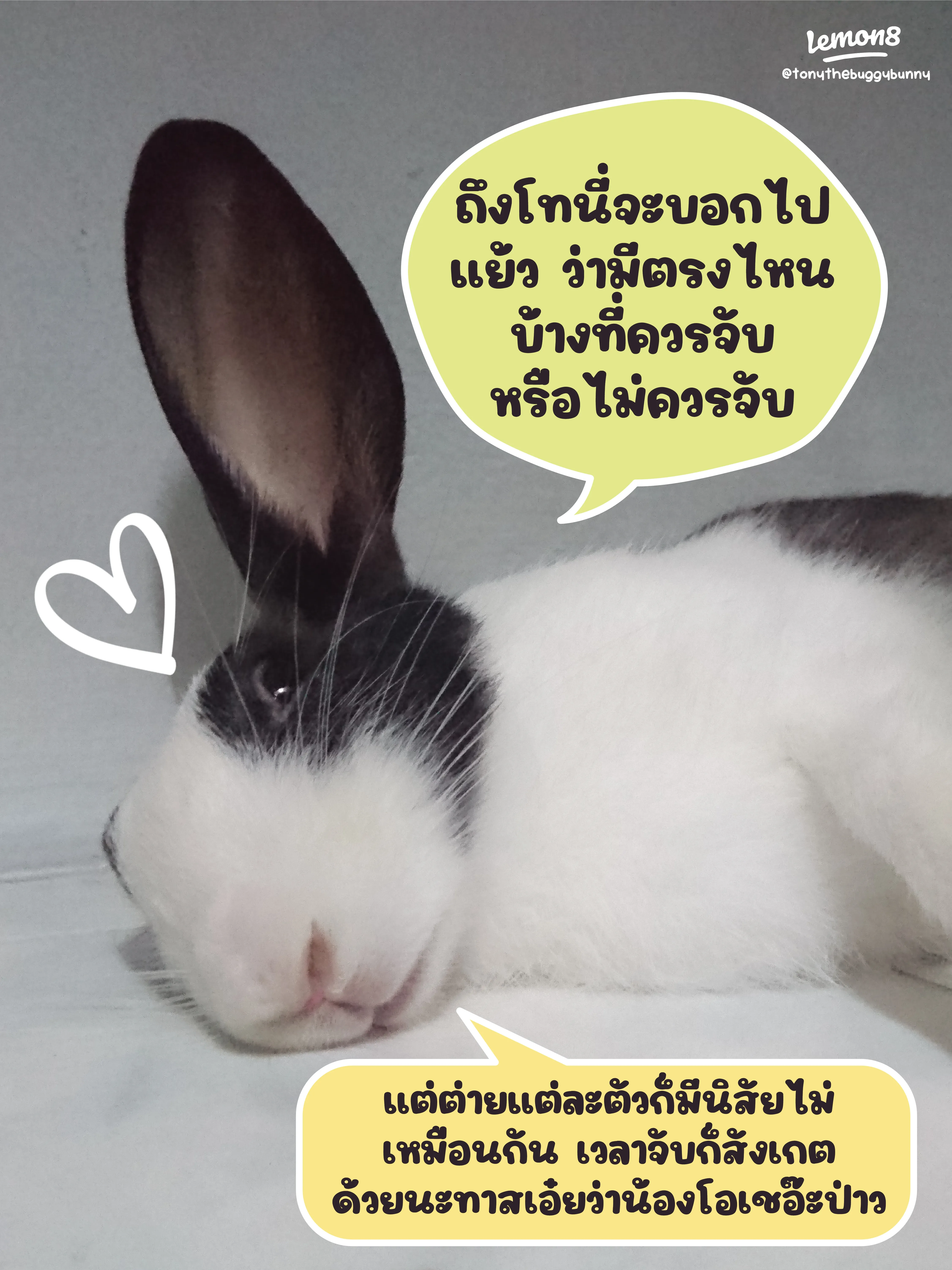จับตรงไหน น้องต่ายโดนใจ? | แกลเลอรีที่โพสต์โดย Tony Bunny | Lemon8