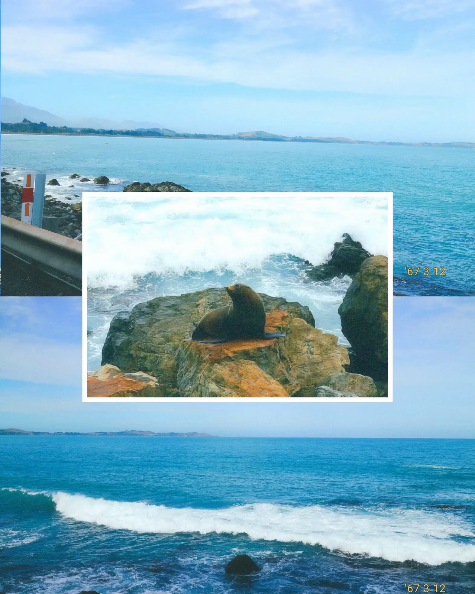 🦭 ดูน้องอุ๋งที่ KAIKOURA SEAL COLONY ,New Zealand 🇳🇿 | แกลเลอรีที่โพสต์ ...