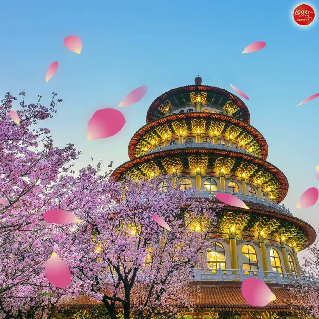 🌸พาชมดอกซากุระ ณ ไต้หวัน (𝘛𝘢𝘪𝘸𝘢𝘯🇹🇼) | แกลเลอรีที่โพสต์โดย looktripholiday | Lemon8