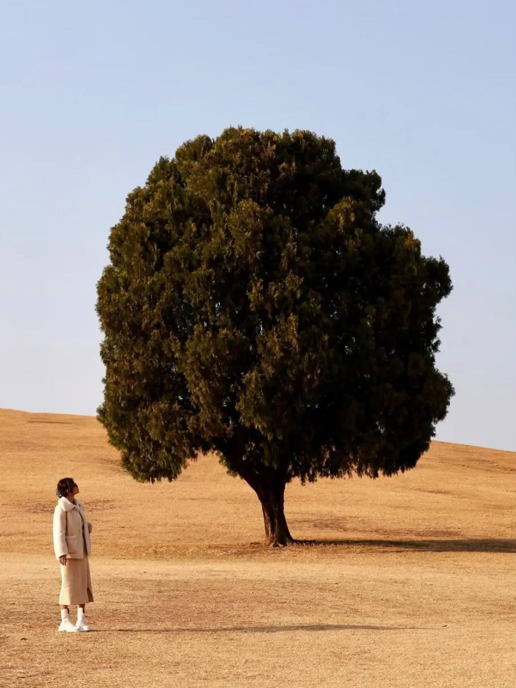 พิกัดถ่ายรูป Alone Tree ฉบับทาสแมวใน Seoul Olympic Park | แกลเลอรีที่ ...